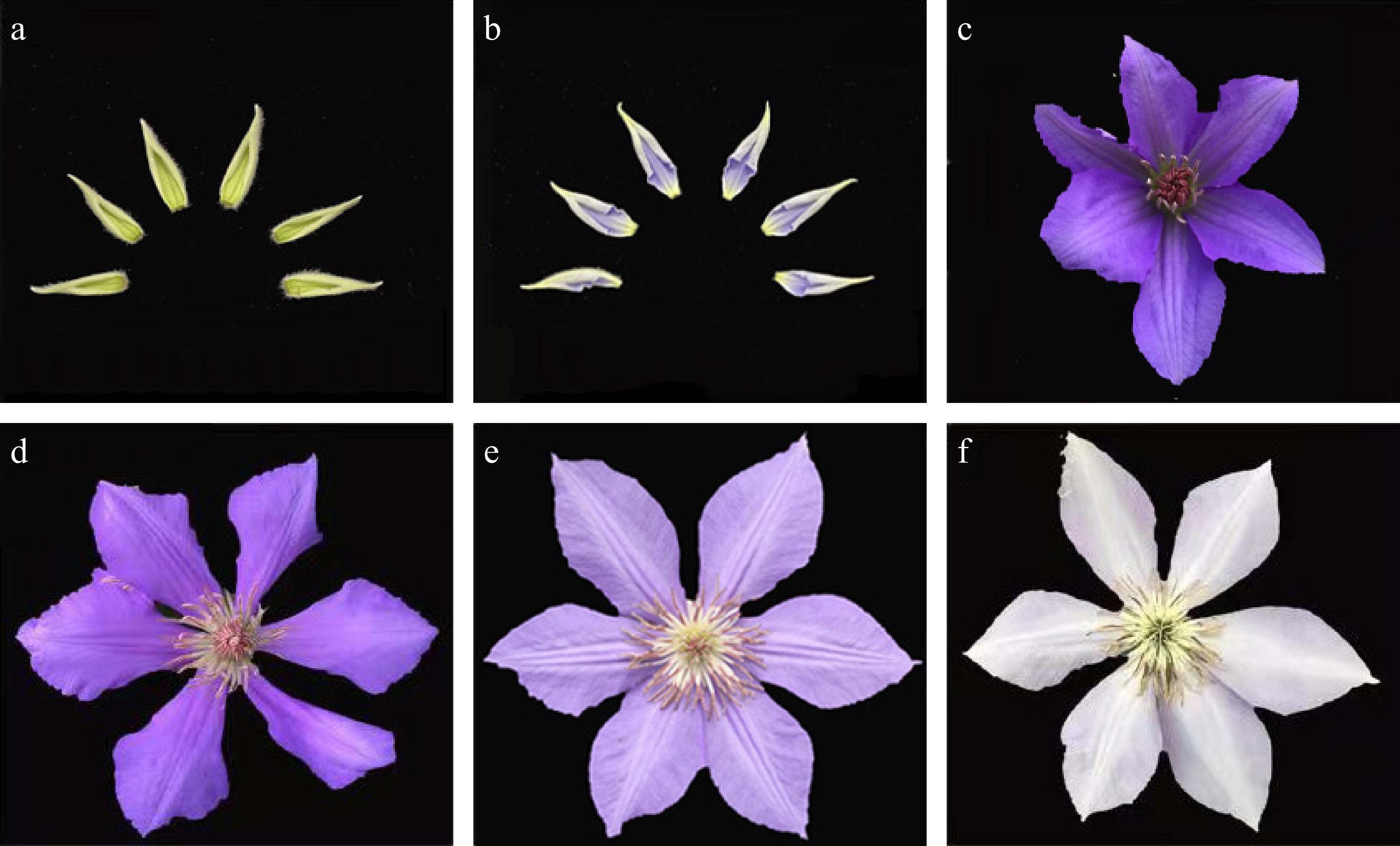 Targeted metabolome and transcriptome analysis reveals the key ...