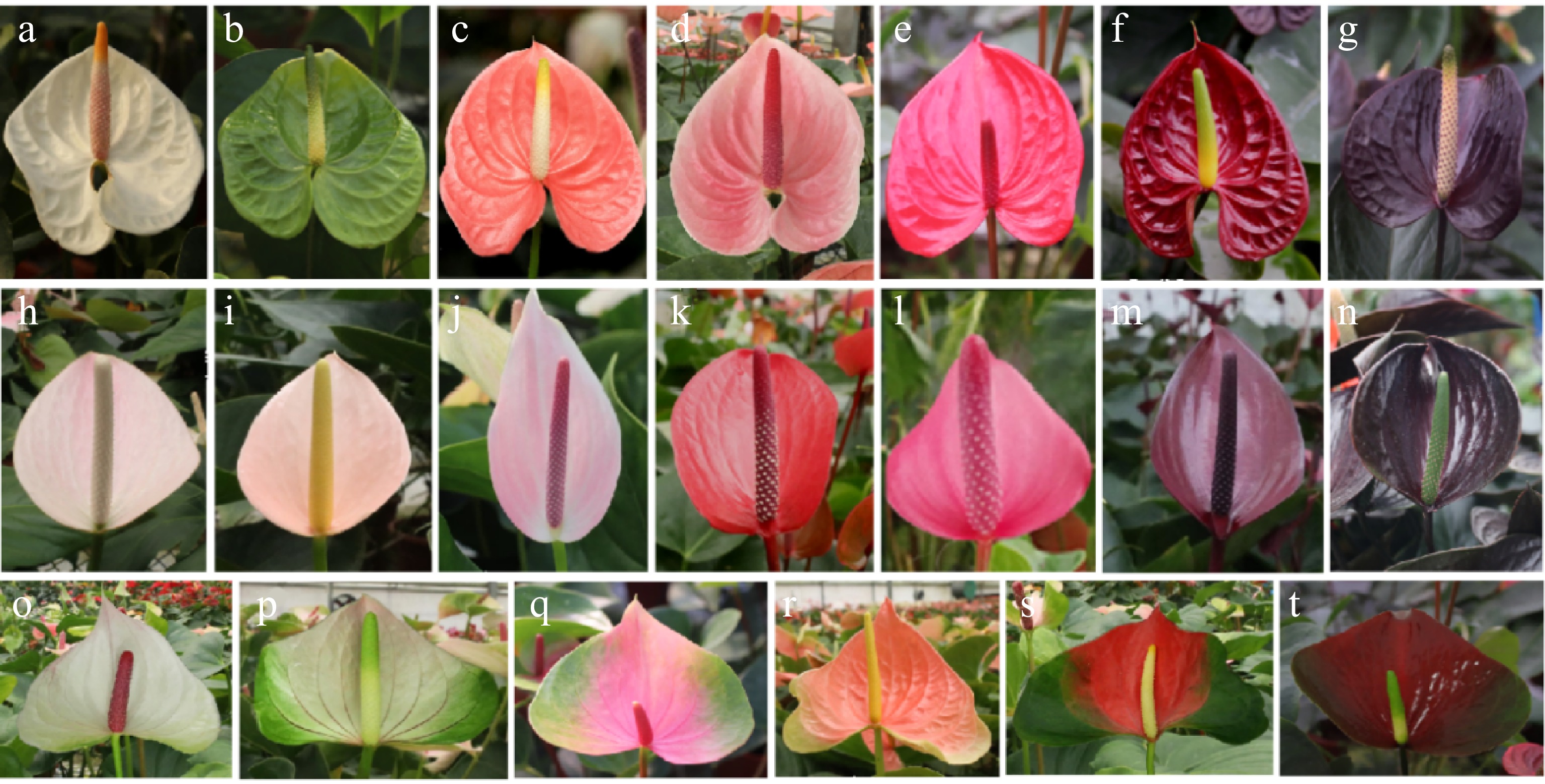 The origin, germplasm resources, and breeding of Anthurium andraeanum ...