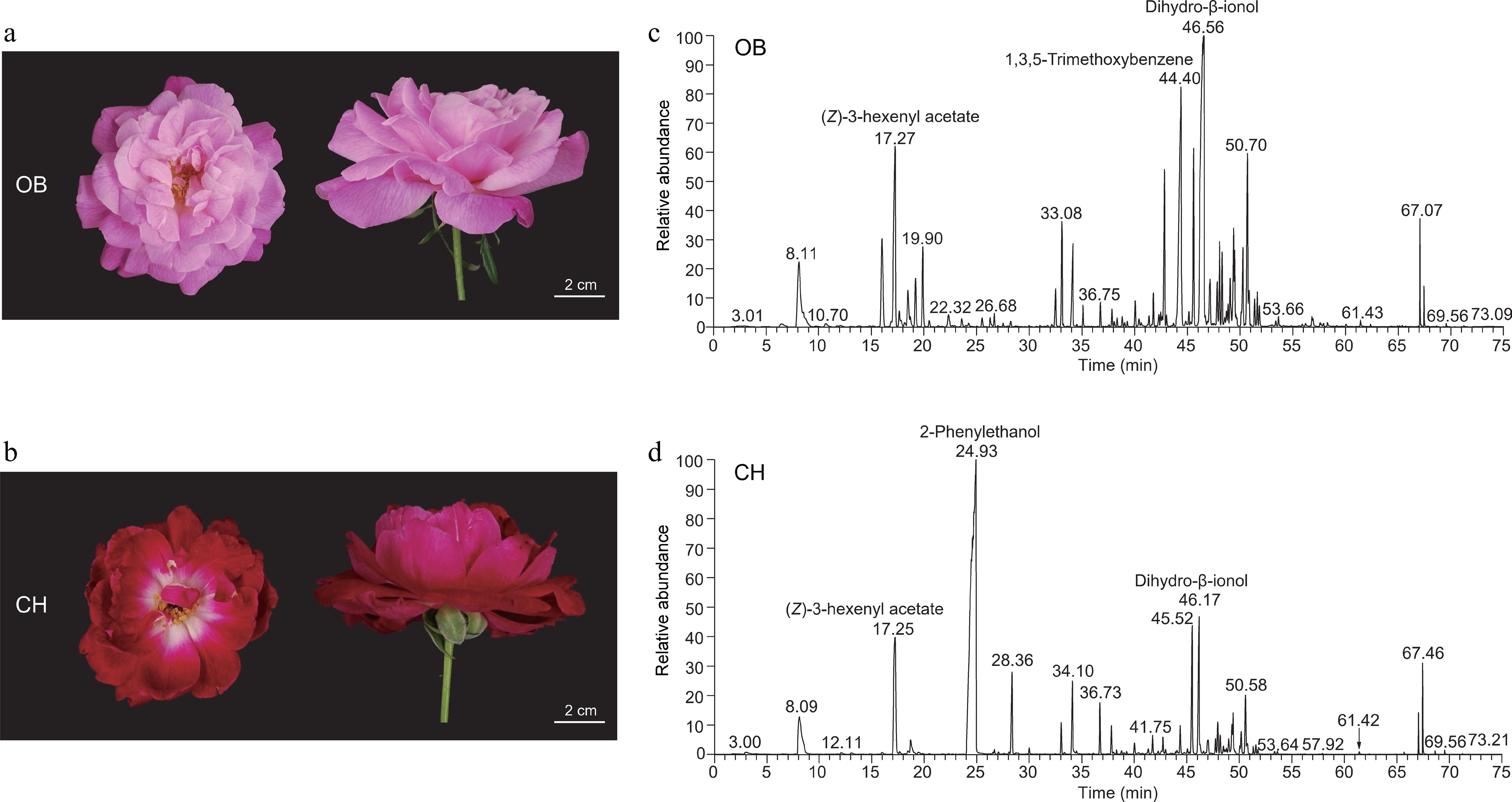 GC-MS metabolite and transcriptome analyses reveal the differences of volatile synthesis and ...