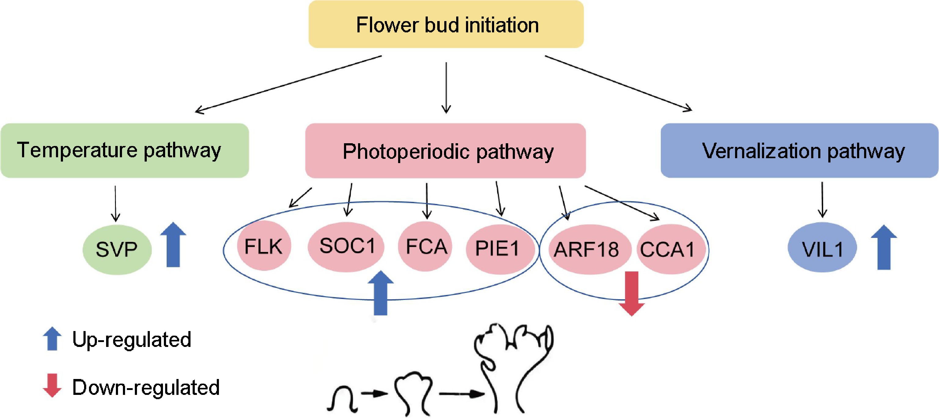 Histological, transcriptomic, and gene functional analyses of flower ...