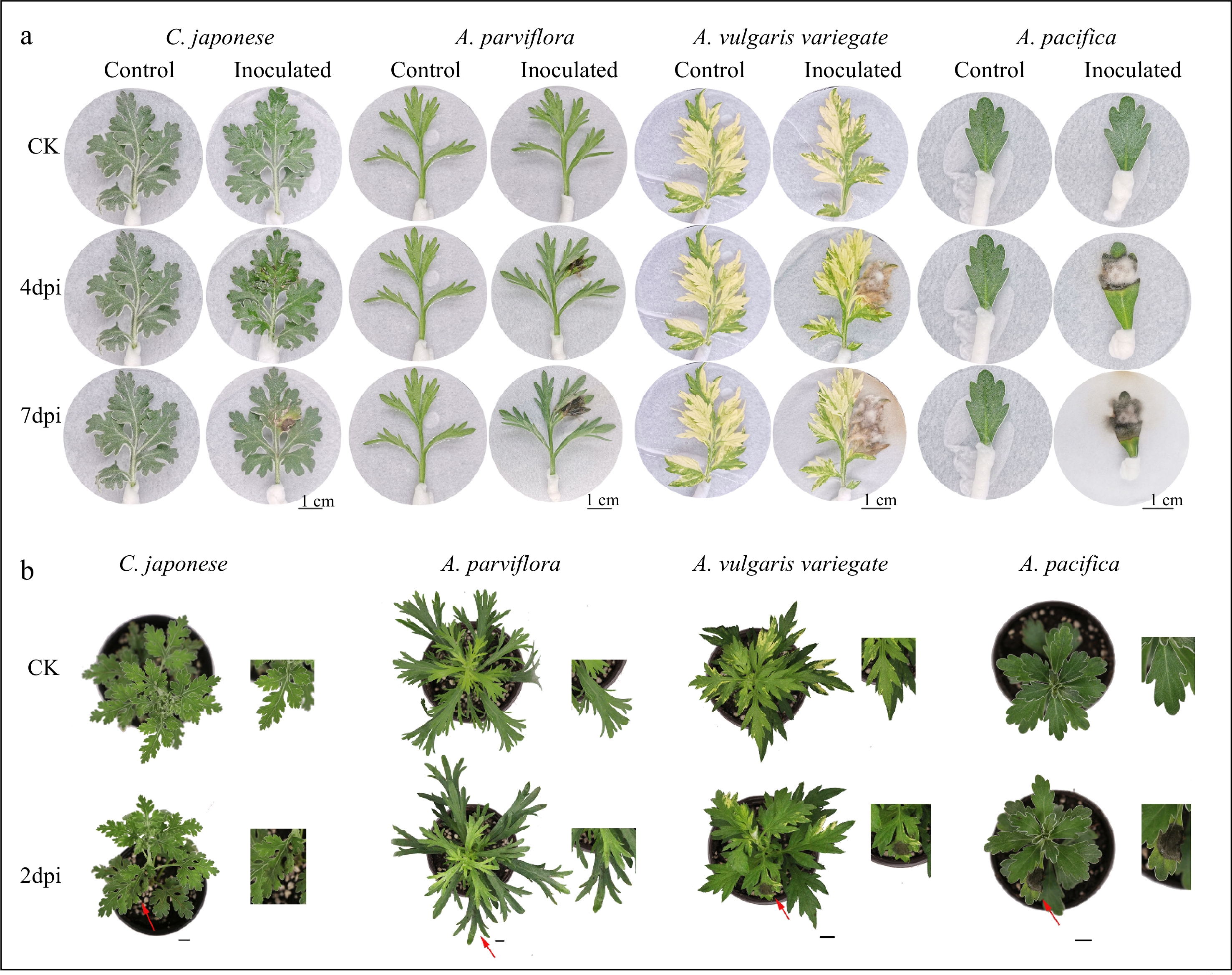 Author Correction Genetic resources resistant to black spot ...