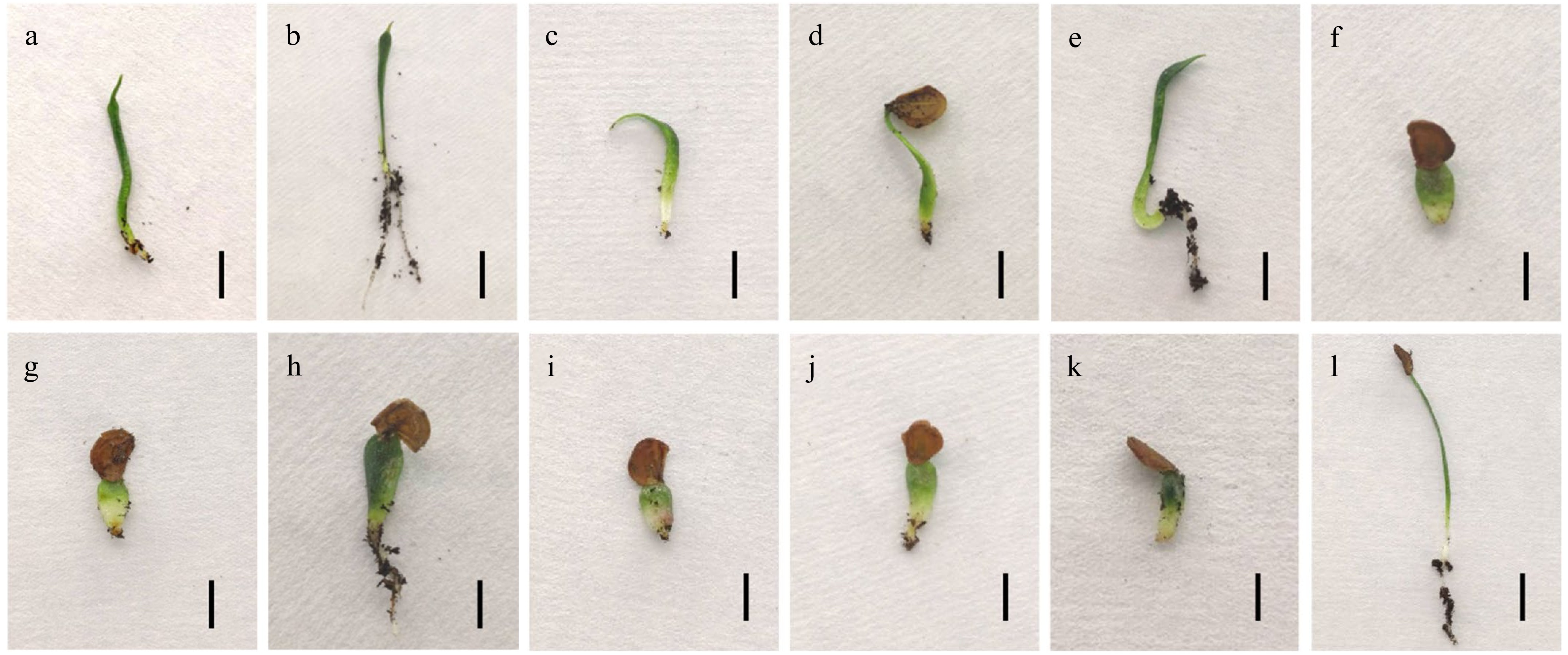 In vitro induction and molecular and cellular identification of mutant ...