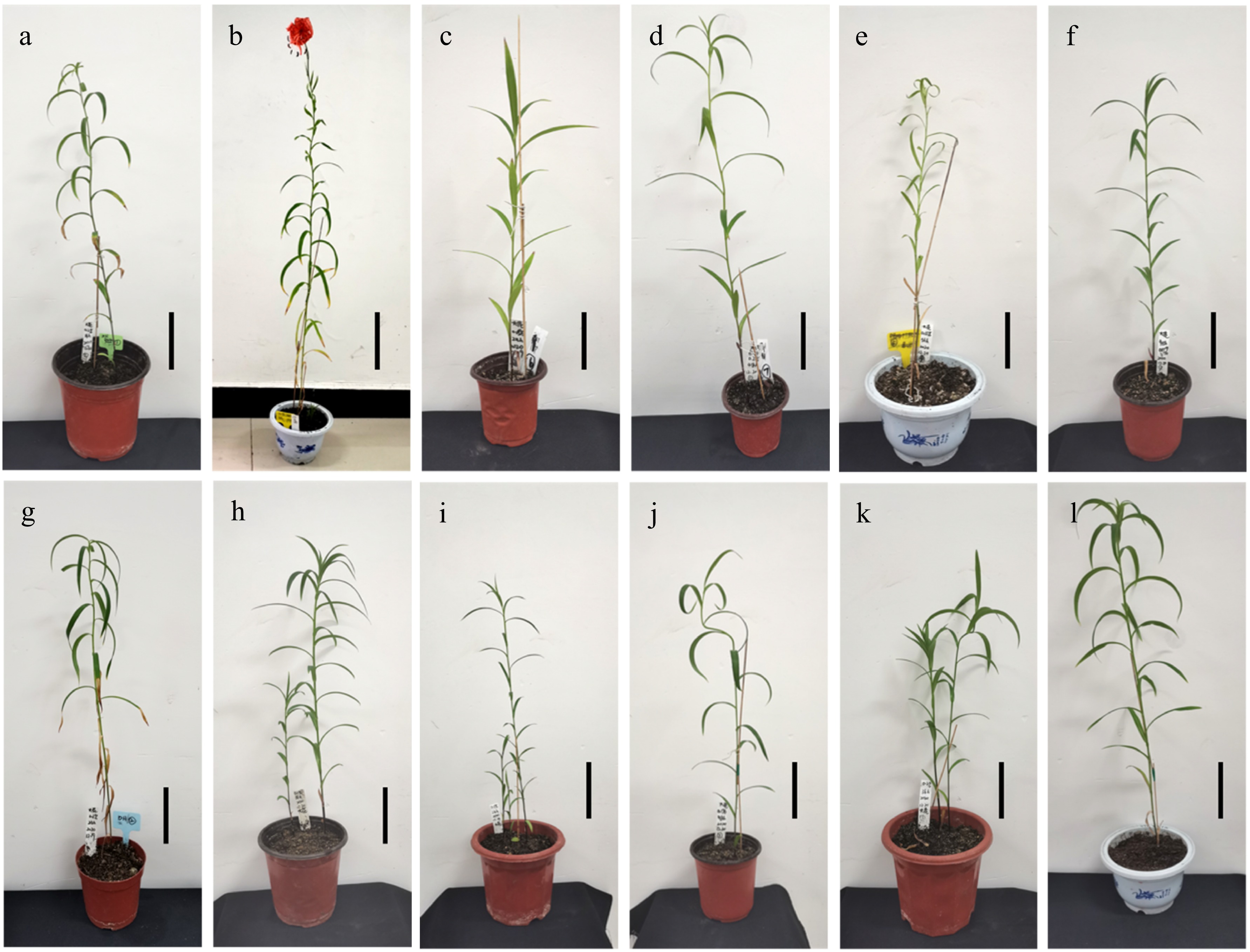 In vitro induction and molecular and cellular identification of mutant ...