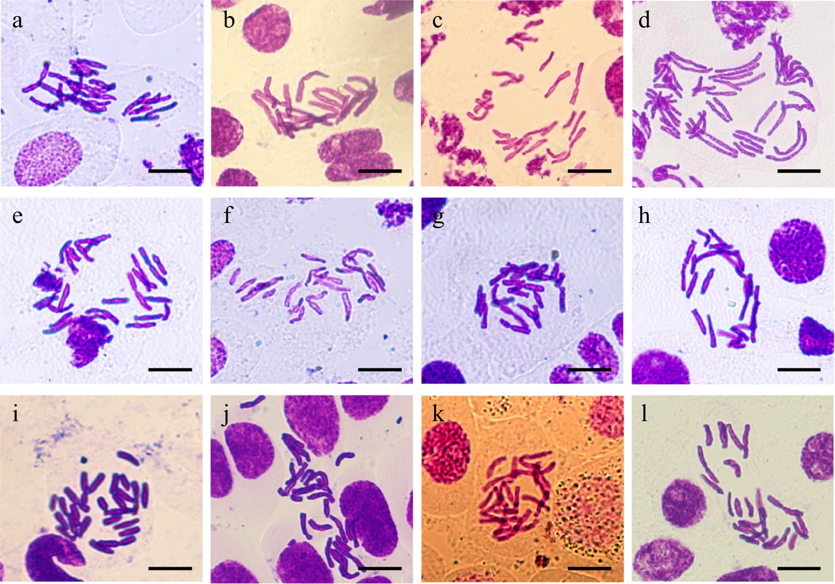 In vitro induction and molecular and cellular identification of mutant ...