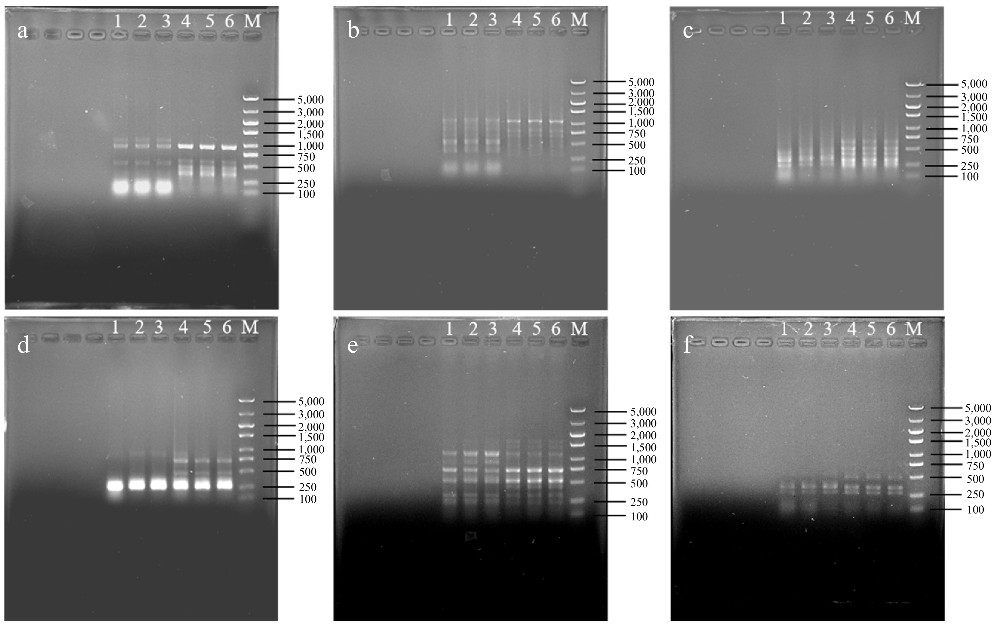 In vitro induction and molecular and cellular identification of mutant ...