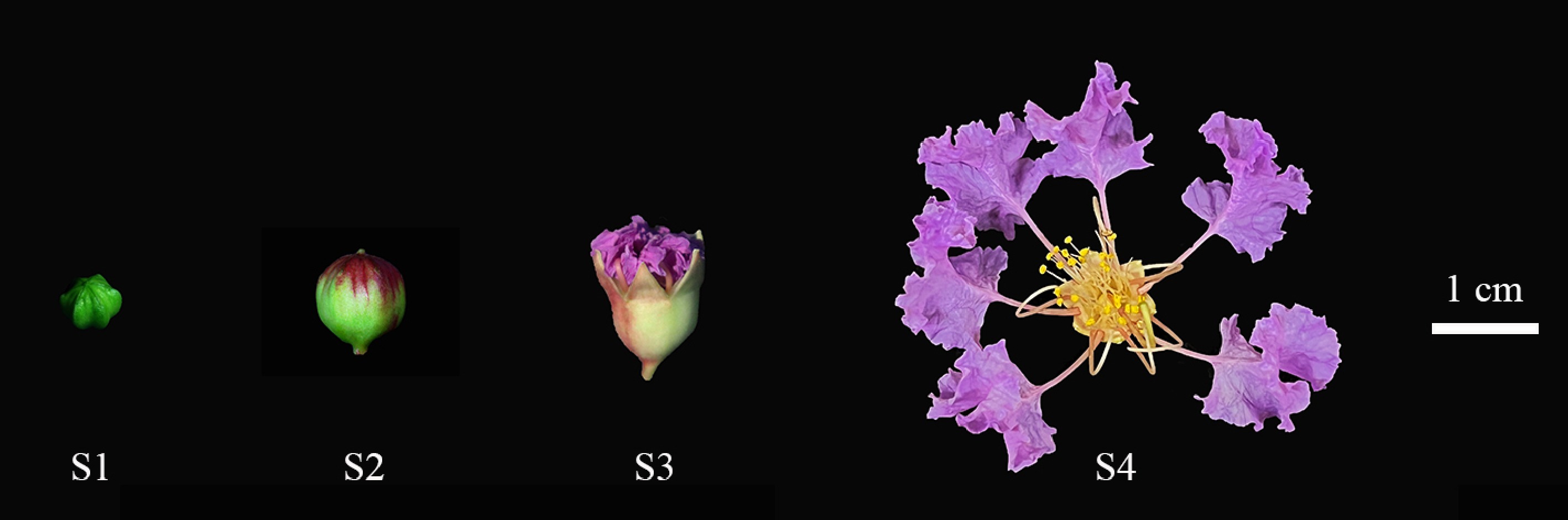 Deciphering the genetic basis of flower opening in Lagerstroemia indica ...