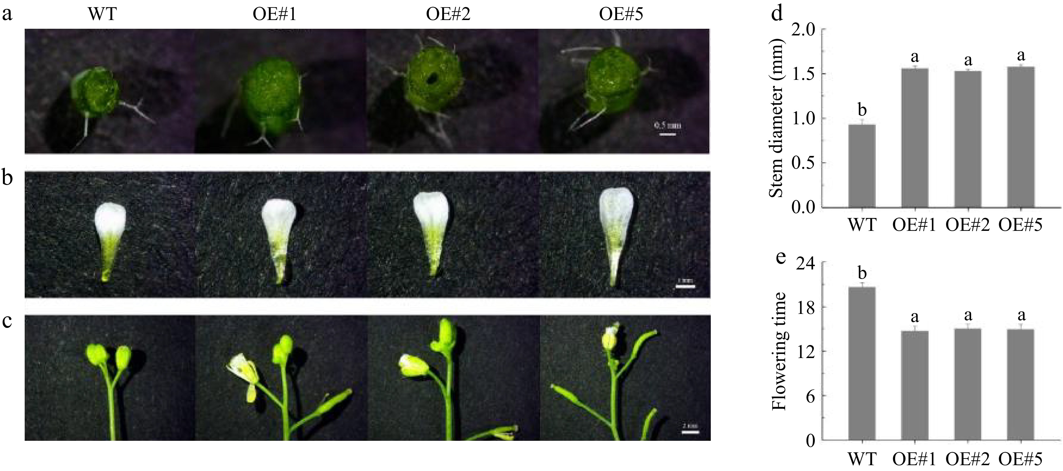 Deciphering the genetic basis of flower opening in Lagerstroemia indica ...