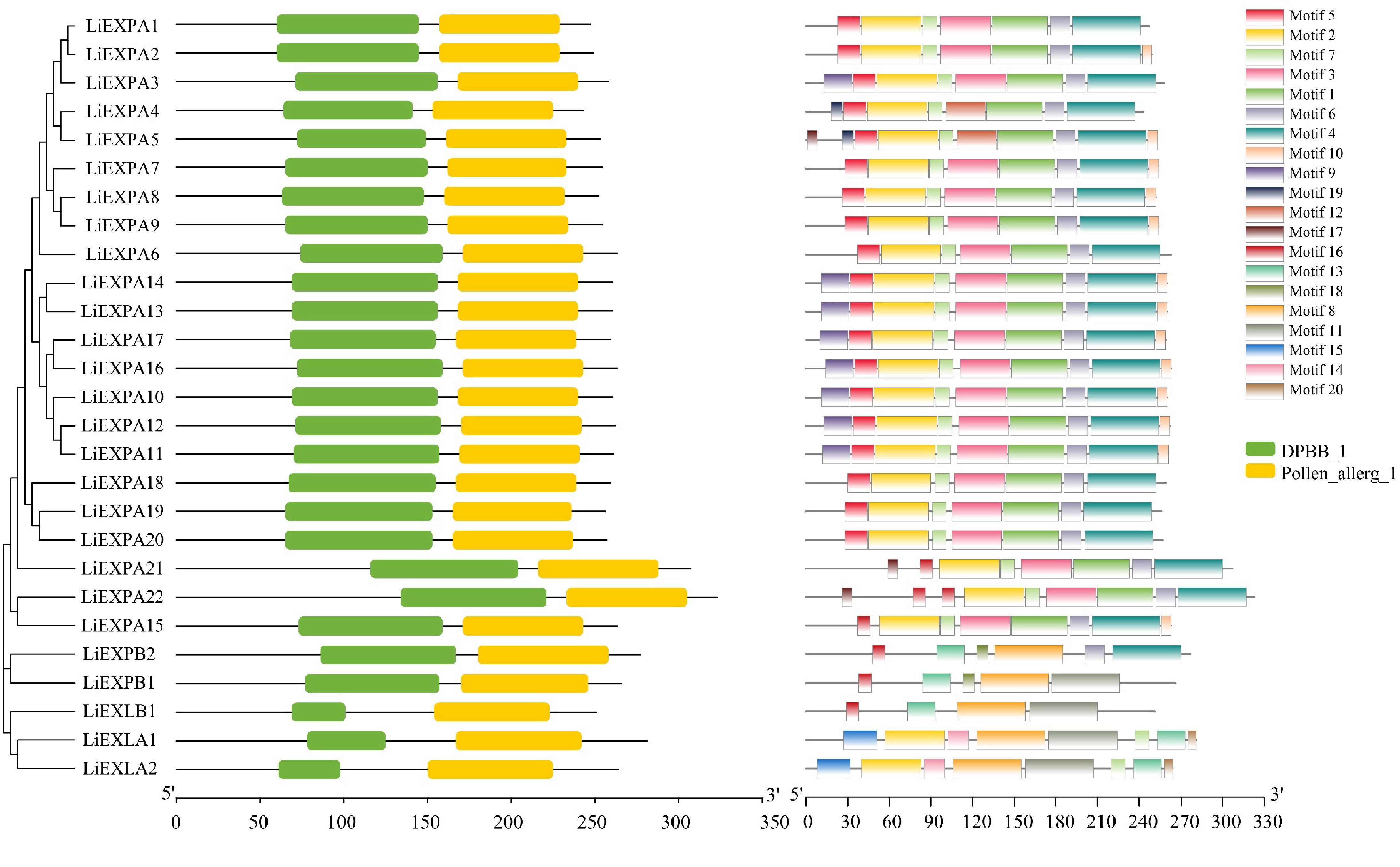 Deciphering the genetic basis of flower opening in Lagerstroemia indica ...