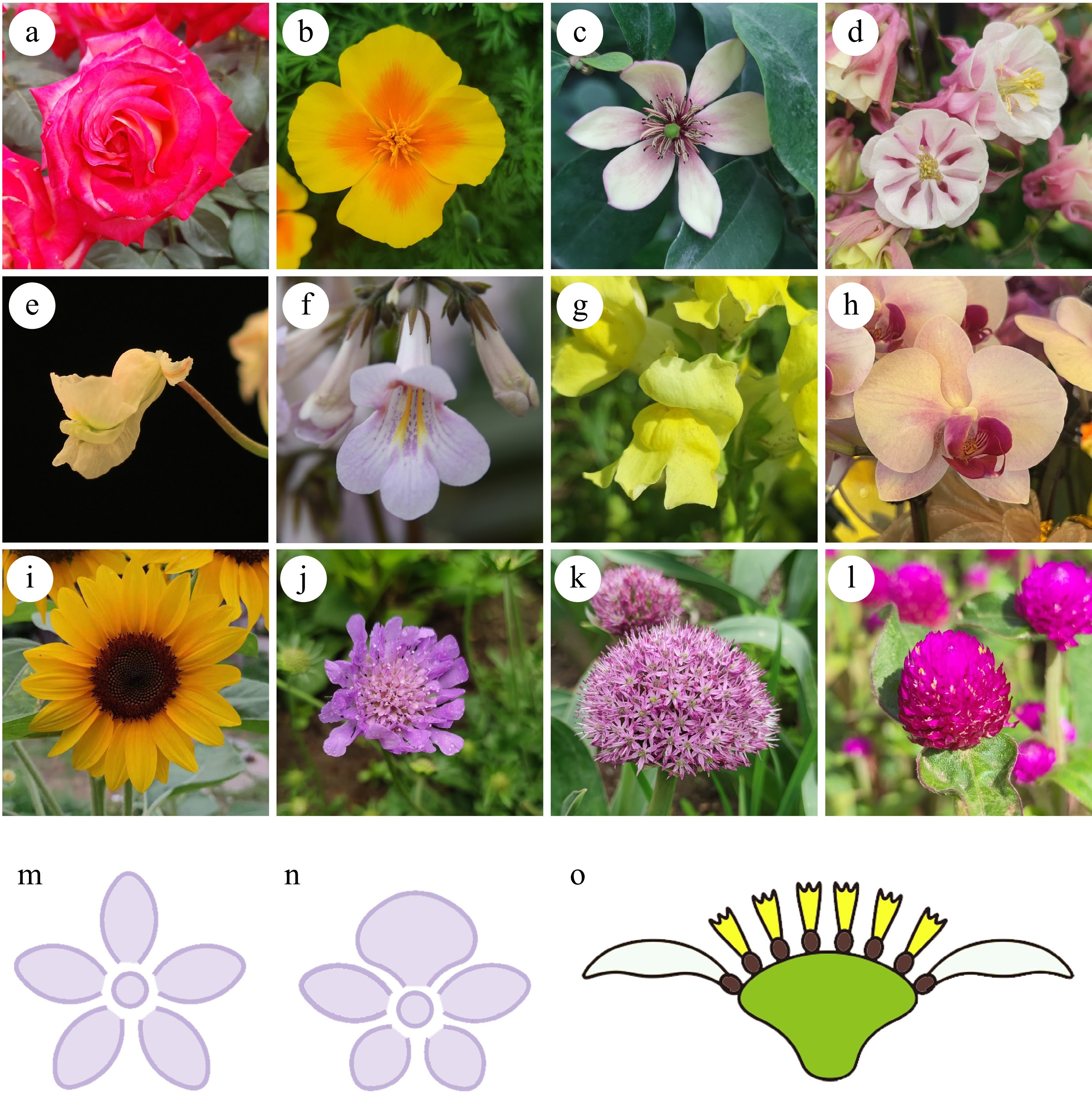 TCP transcription factors in action: shaping floral traits and ...