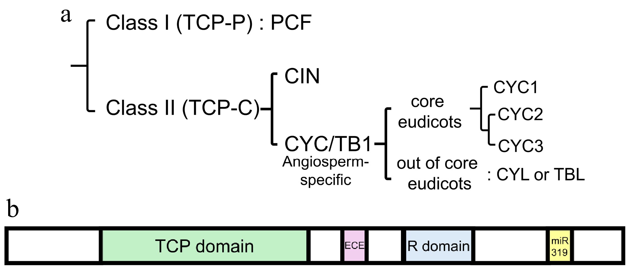 TCP transcription factors in action shaping floral traits and ...