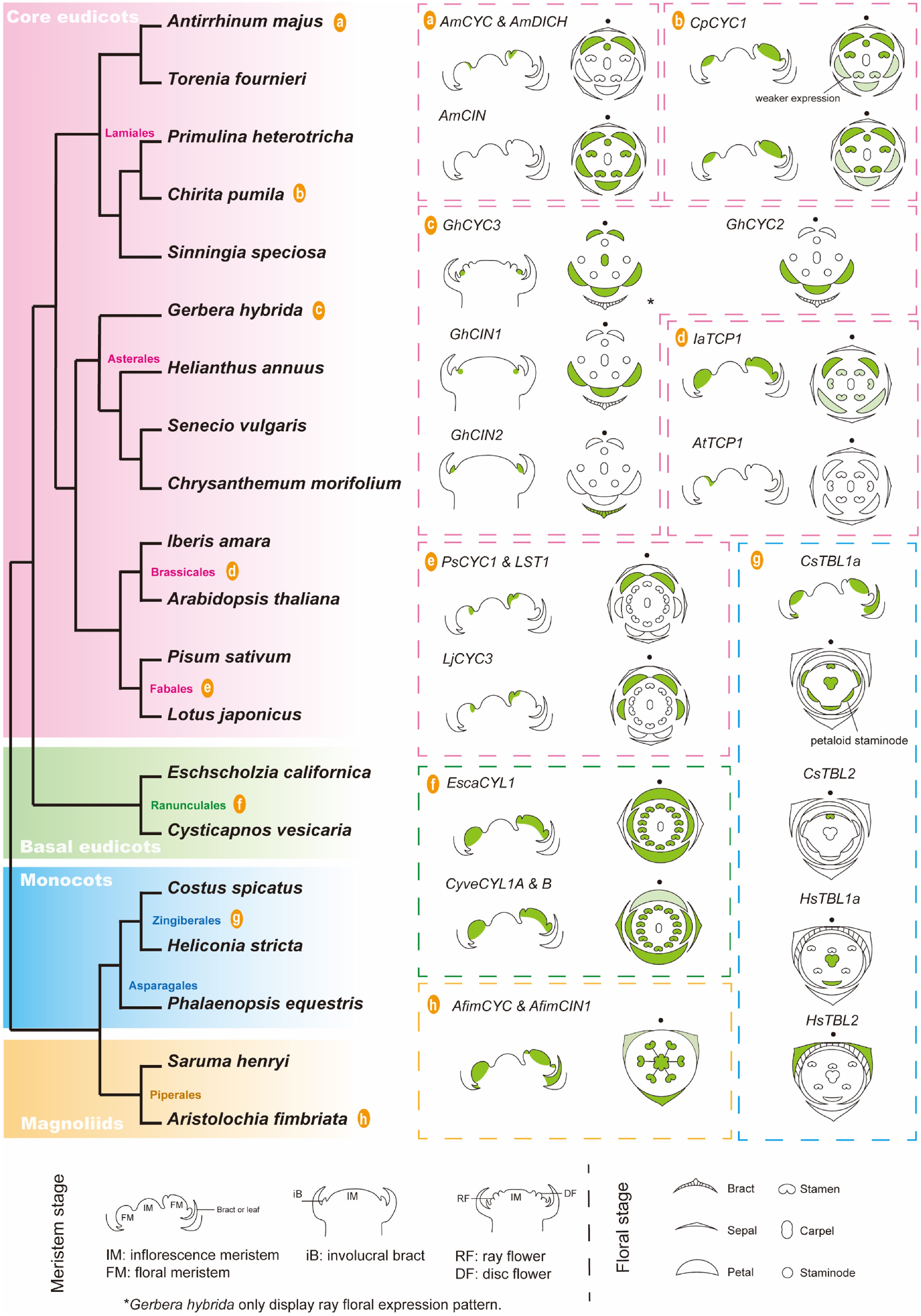 TCP transcription factors in action shaping floral traits and ...
