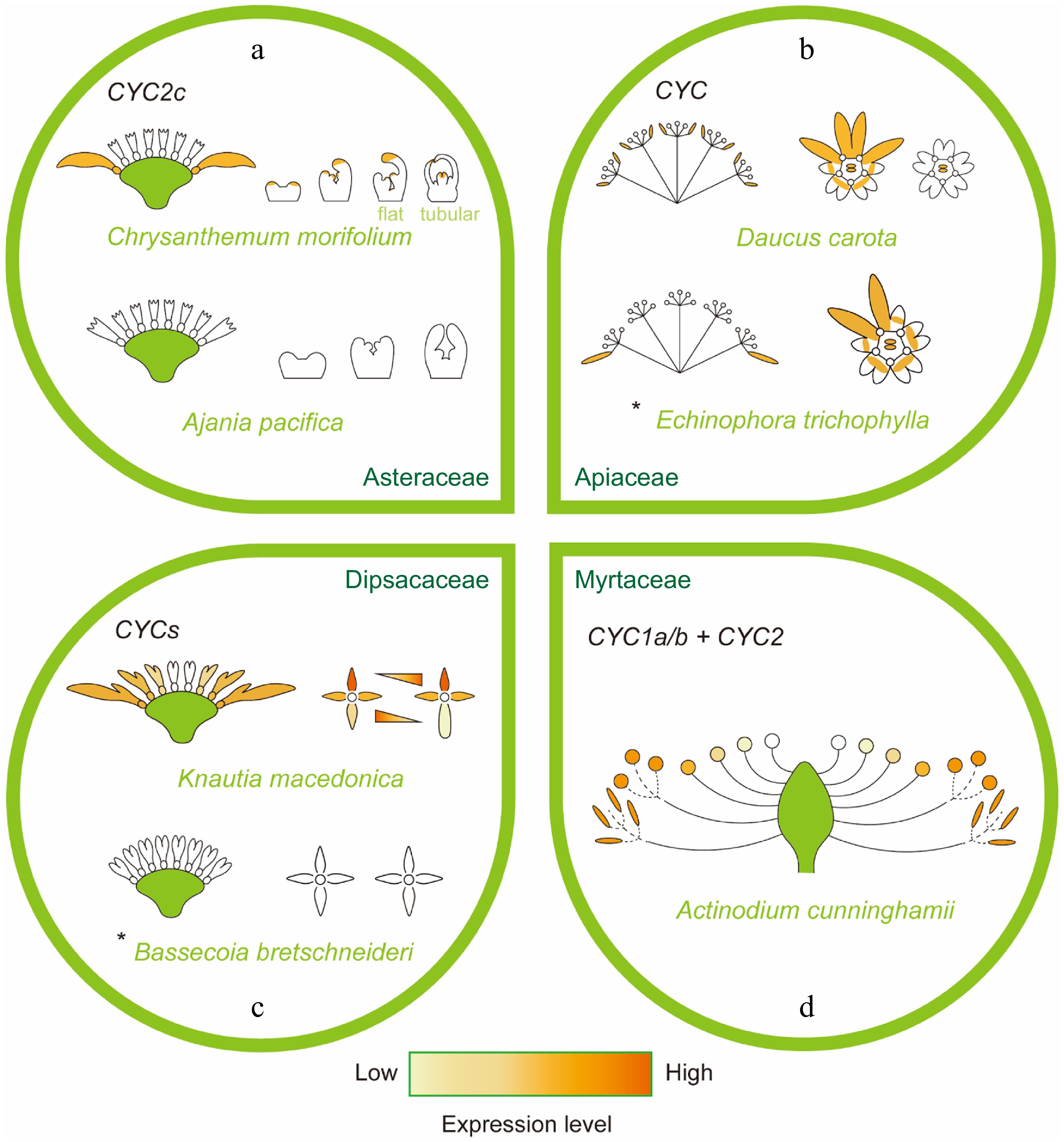 TCP transcription factors in action: shaping floral traits and ...