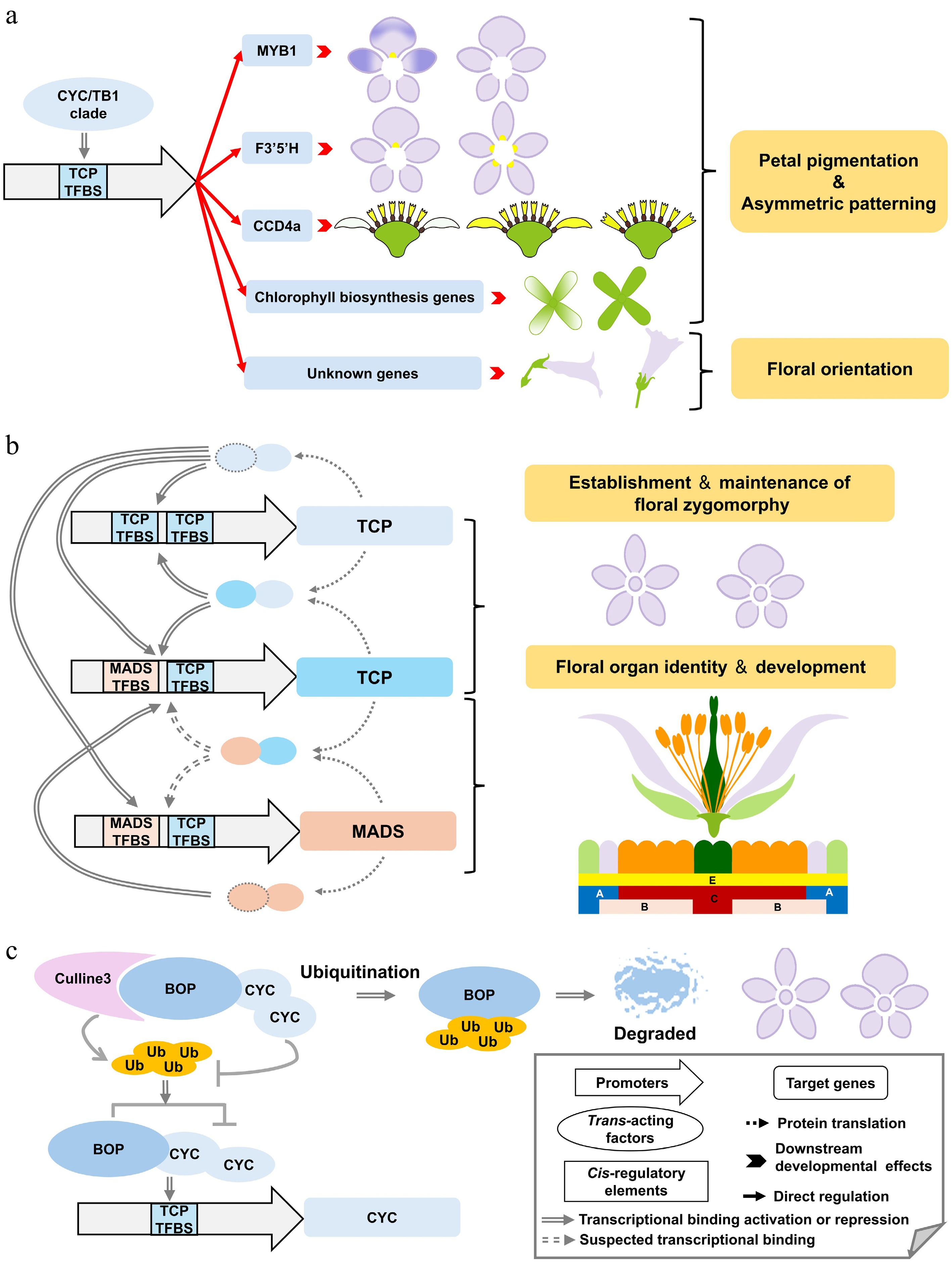TCP transcription factors in action shaping floral traits and ...