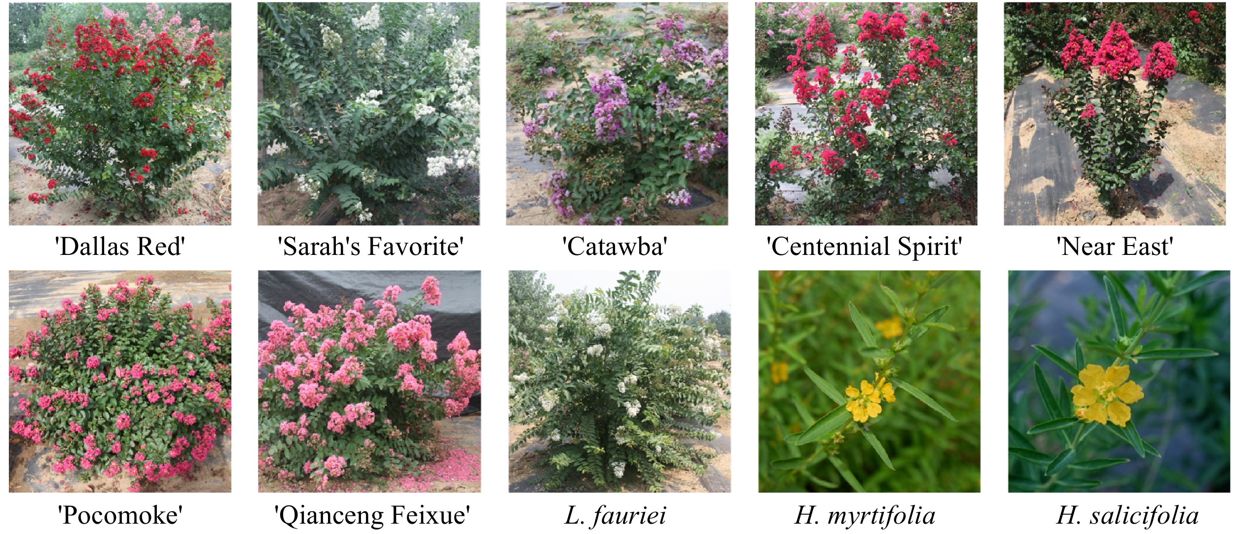Obtained intergeneric hybrids from distant hybridization between ...