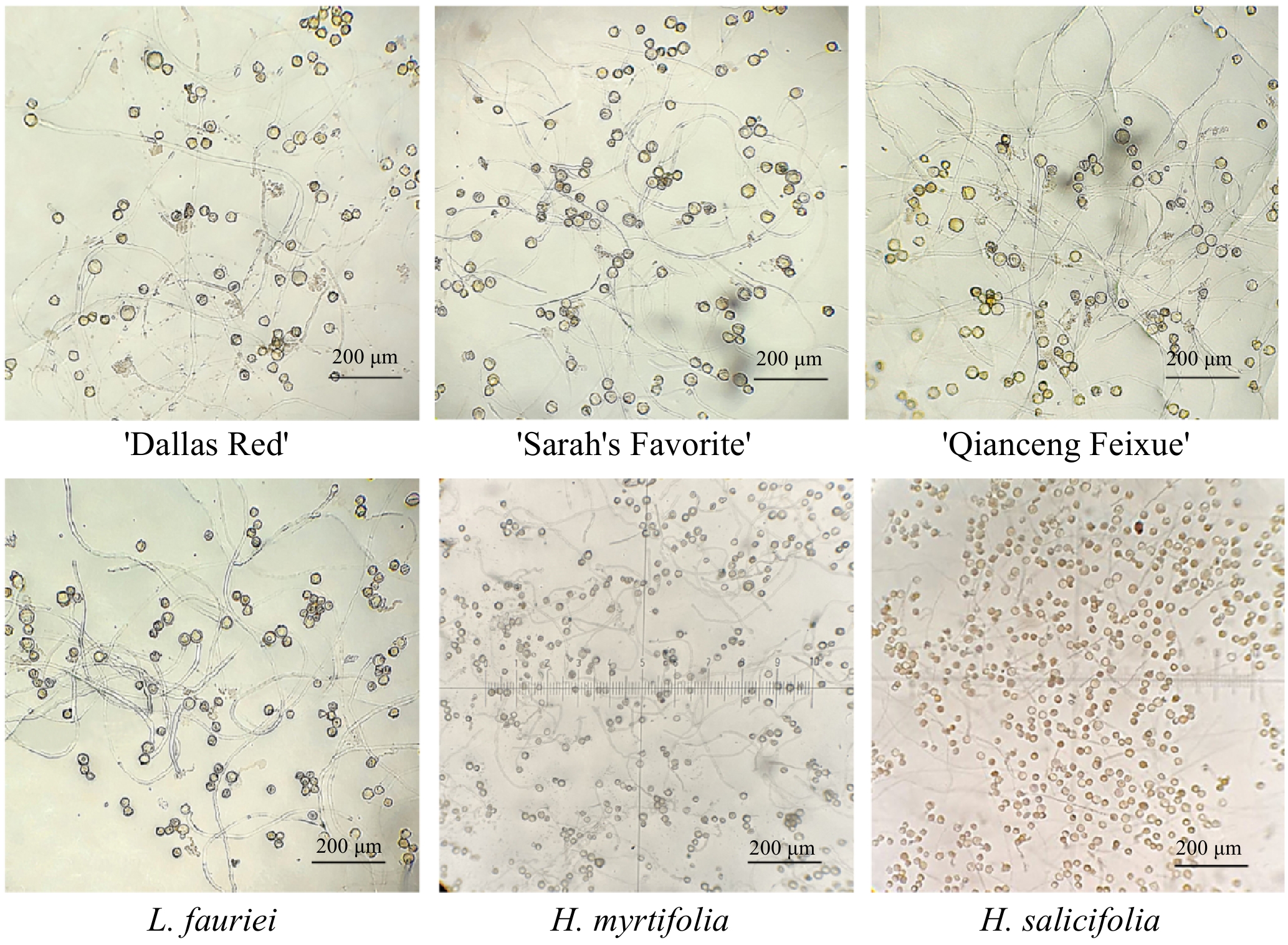 Obtained intergeneric hybrids from distant hybridization between ...