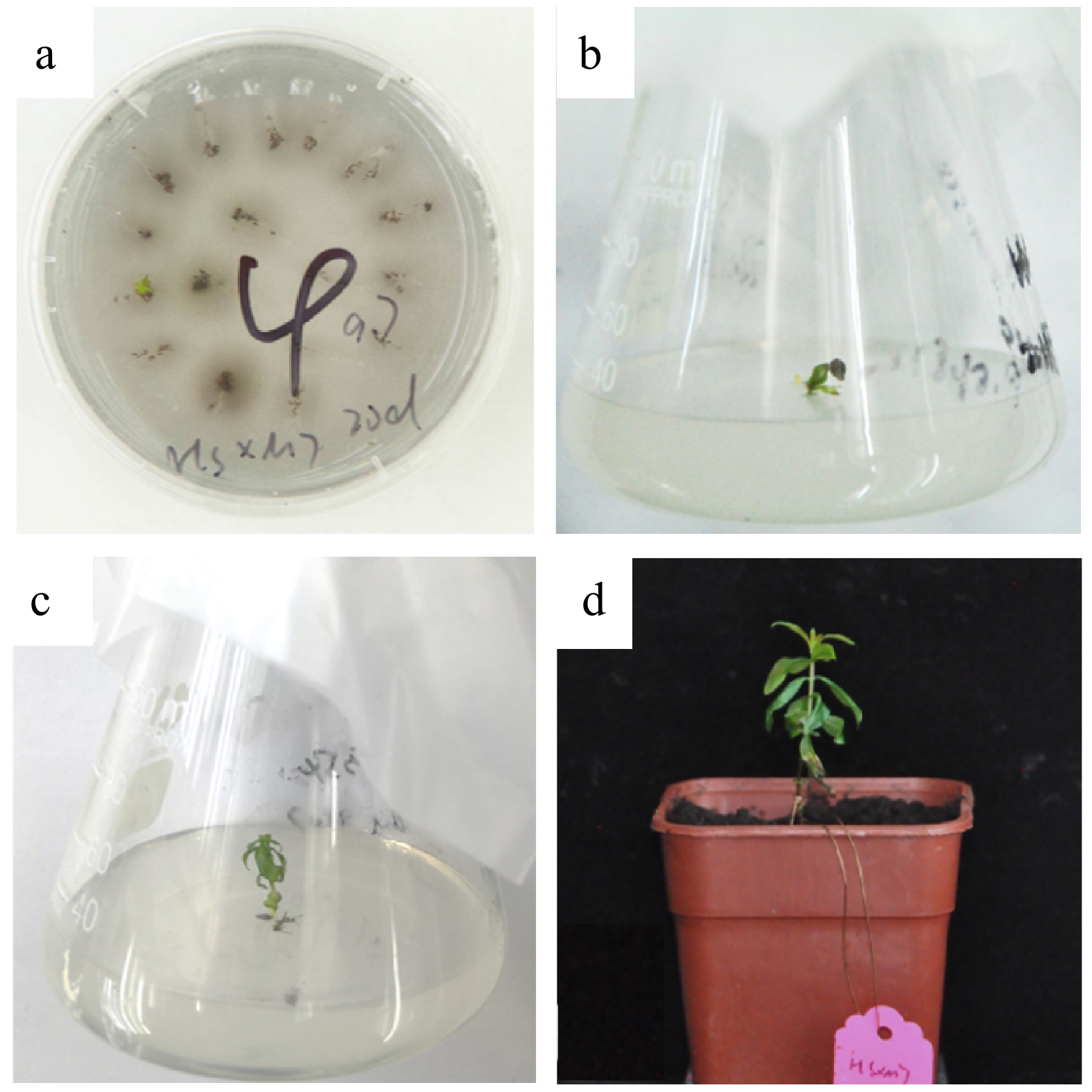 Obtained intergeneric hybrids from distant hybridization between ...