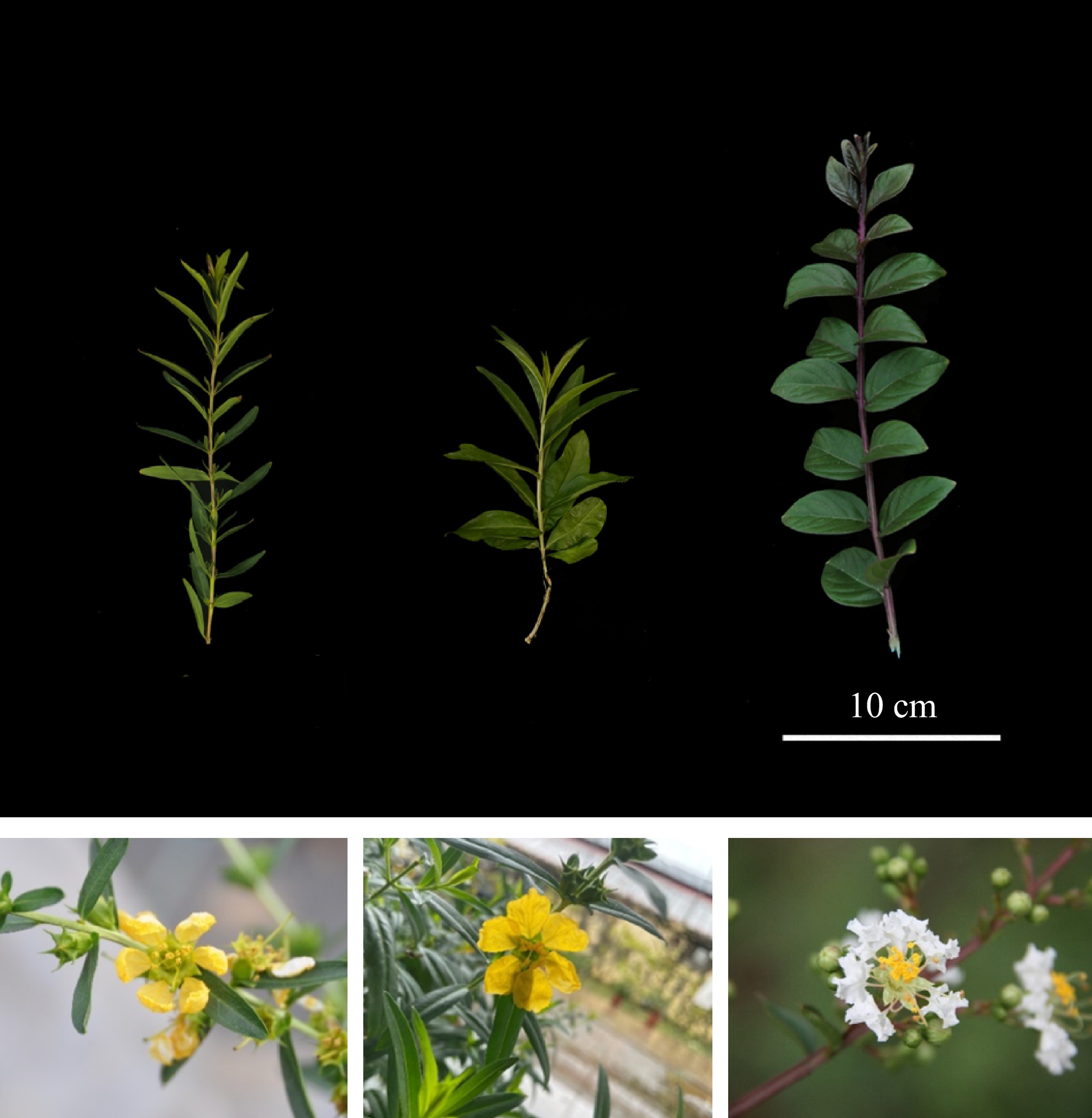 Obtained intergeneric hybrids from distant hybridization between ...