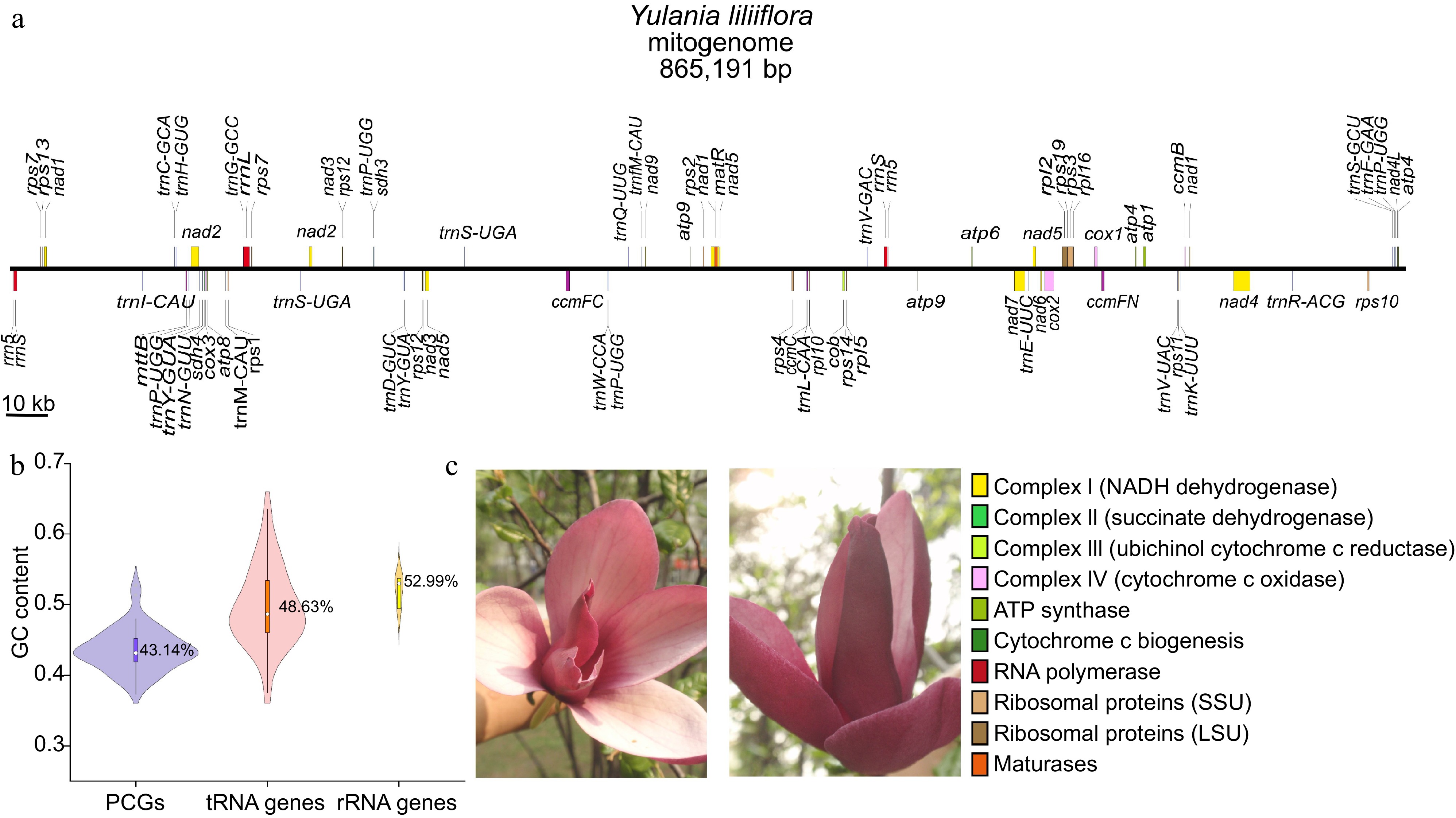 Assembly and comparative analysis of the complete mitochondrial genome of Yulania liliiflora an ...