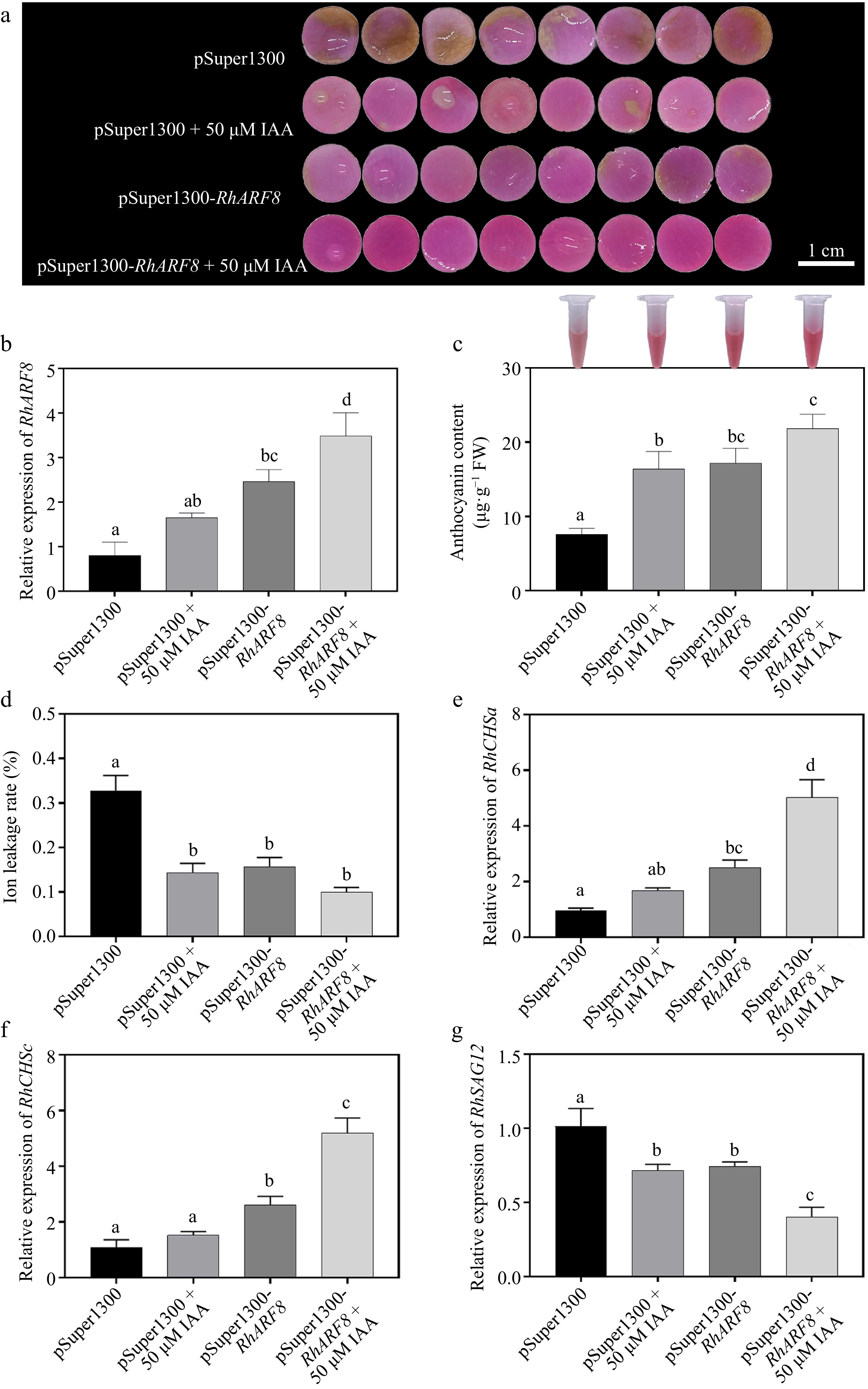 Auxin response factor, RhARF8 contributes to rose flower color fading ...