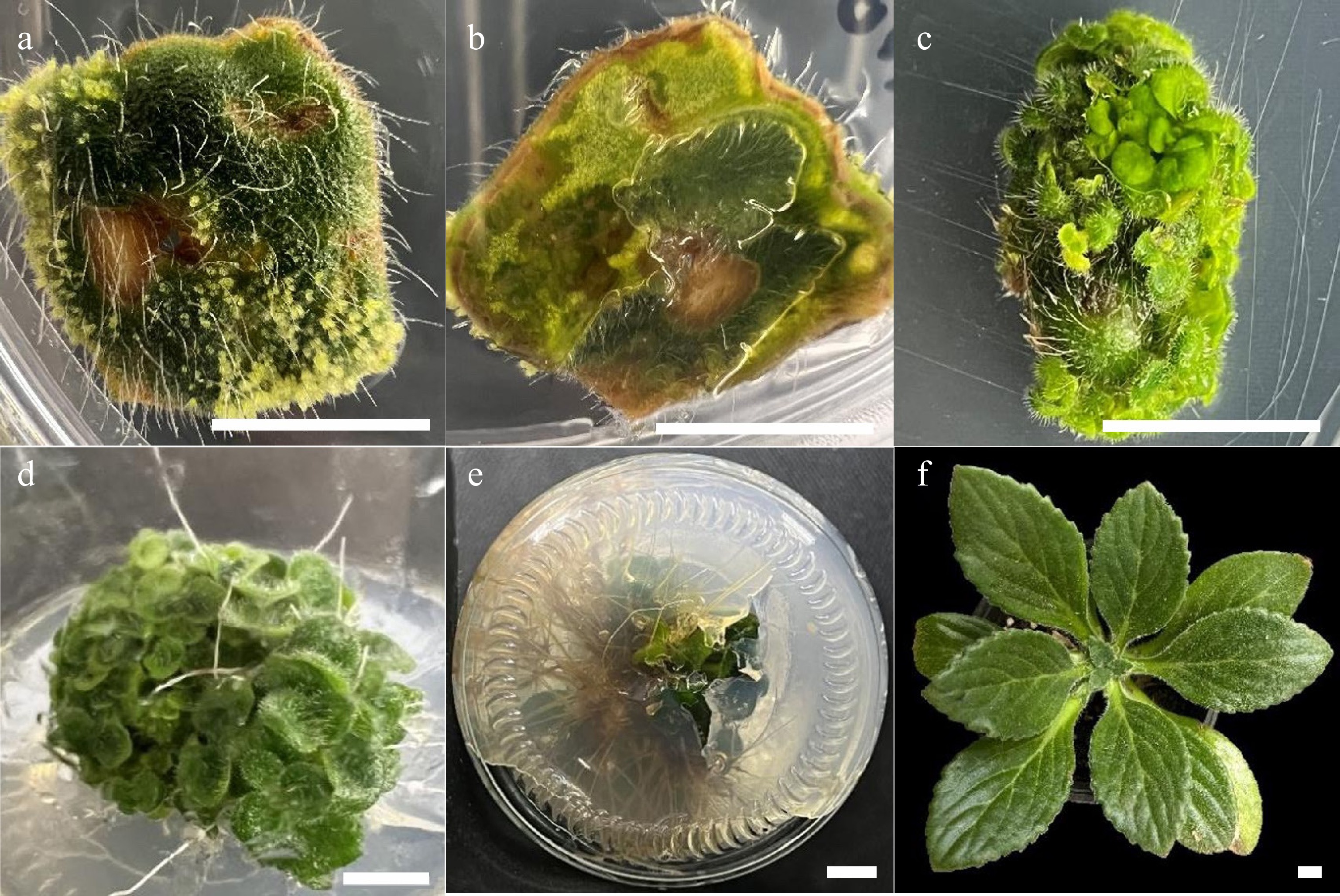Breeding and rapid propagation of Primulina a pioneering example of ...