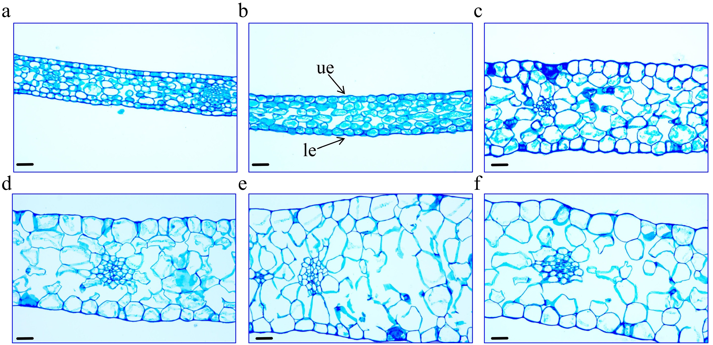 The physiological mechanism of the flower color formation of Camellia ...
