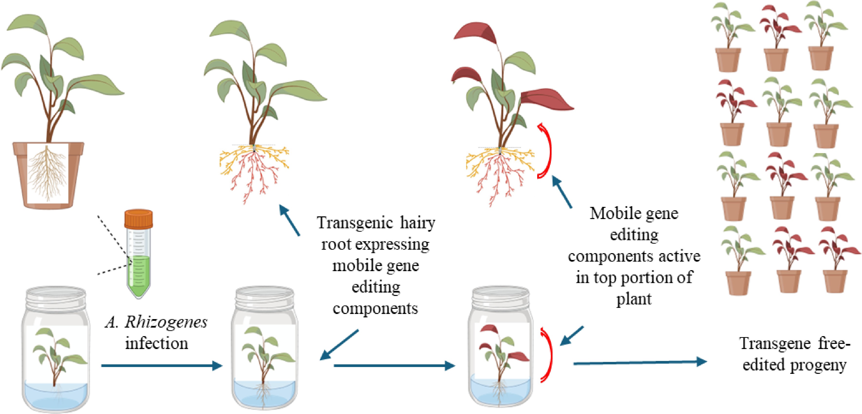 Harnessing Agrobacterium rhizogenes and mobile elements for innovative transgene-free gene ...