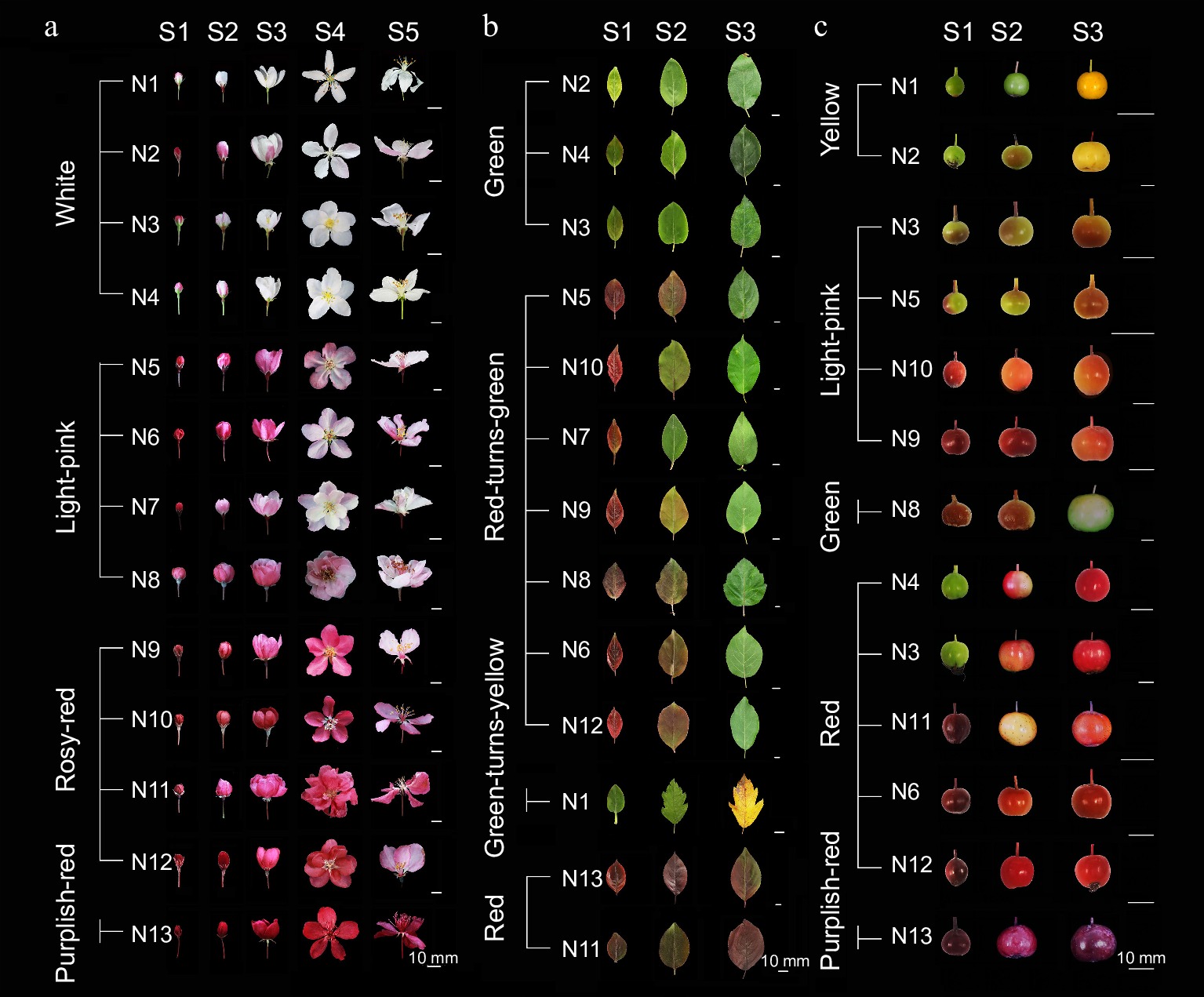 Analysis of pigment composition and color dynamics of crabapple