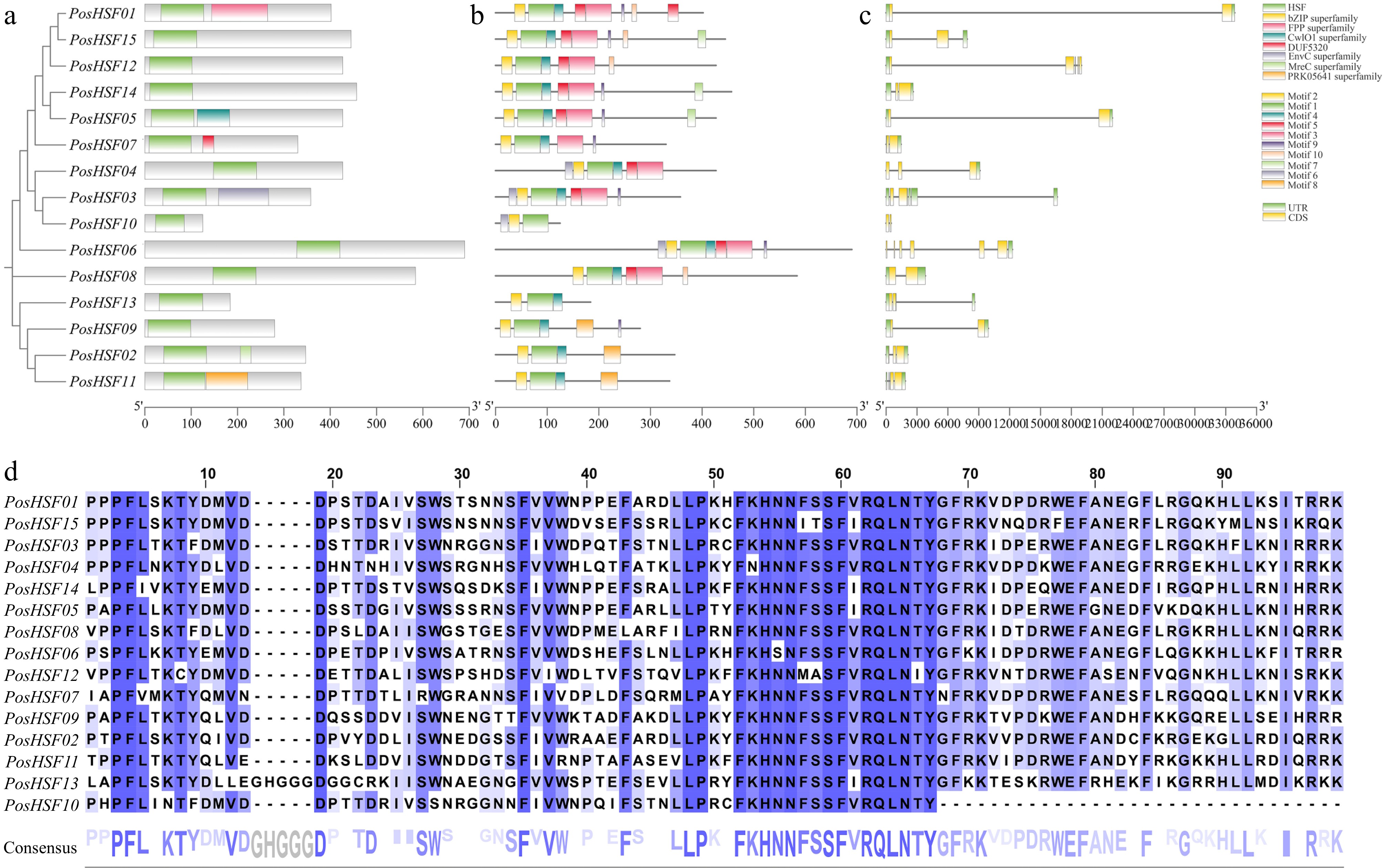 Identification, evolution, and functional characterization of the HSF ...
