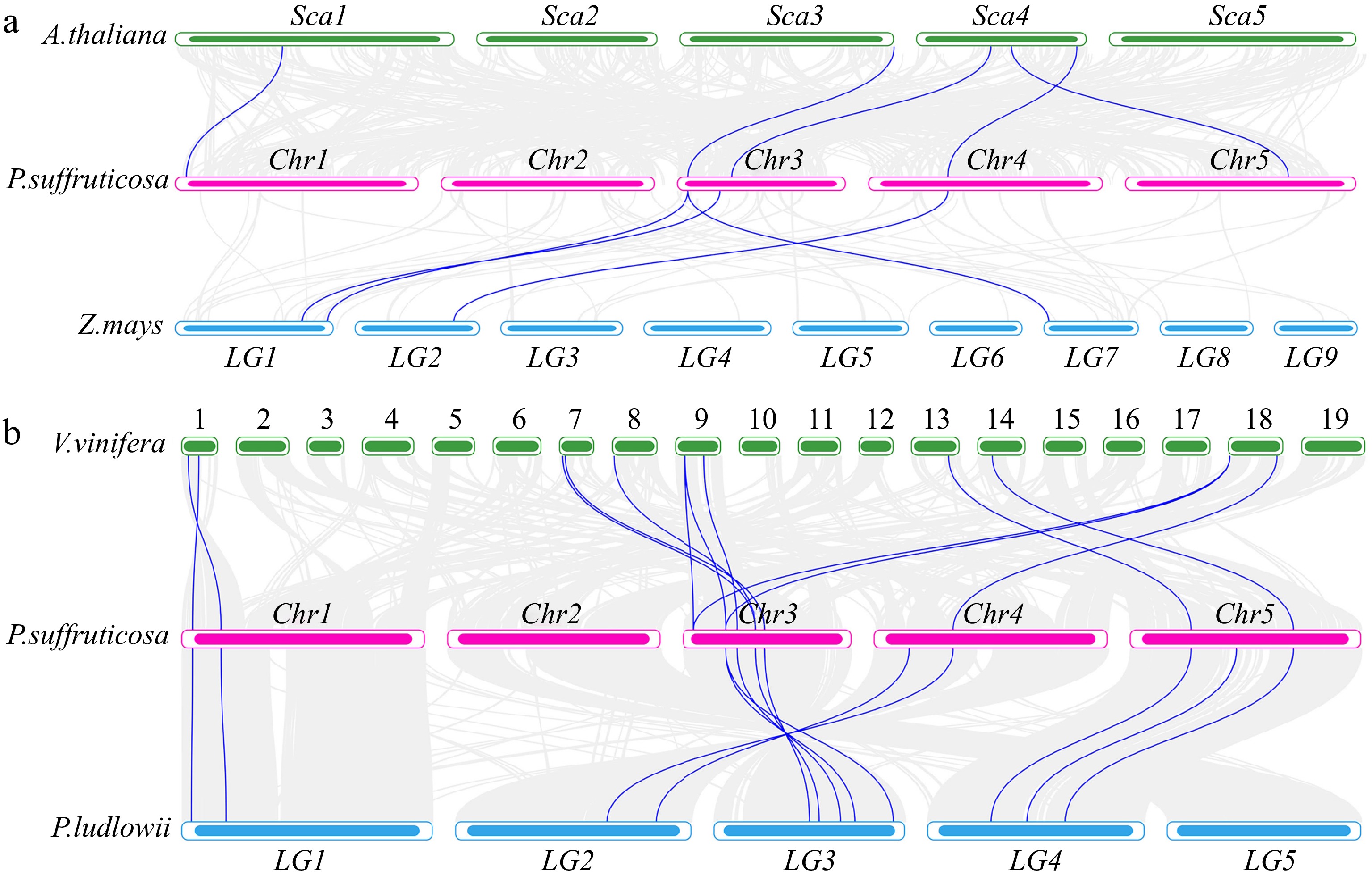 Identification, evolution, and functional characterization of the HSF ...