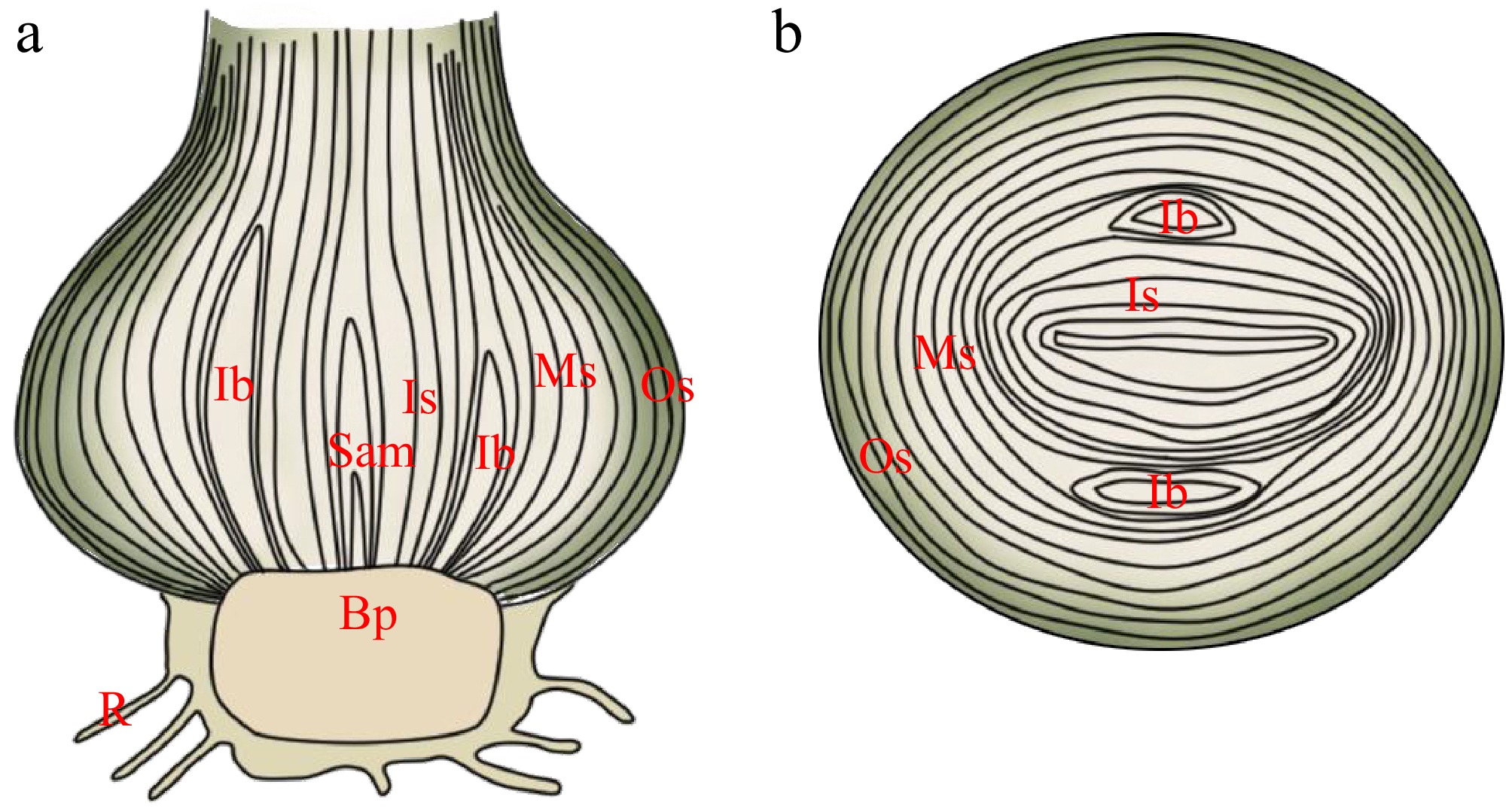 From bulb development to postharvest treatments advances in Hippeastrum ...