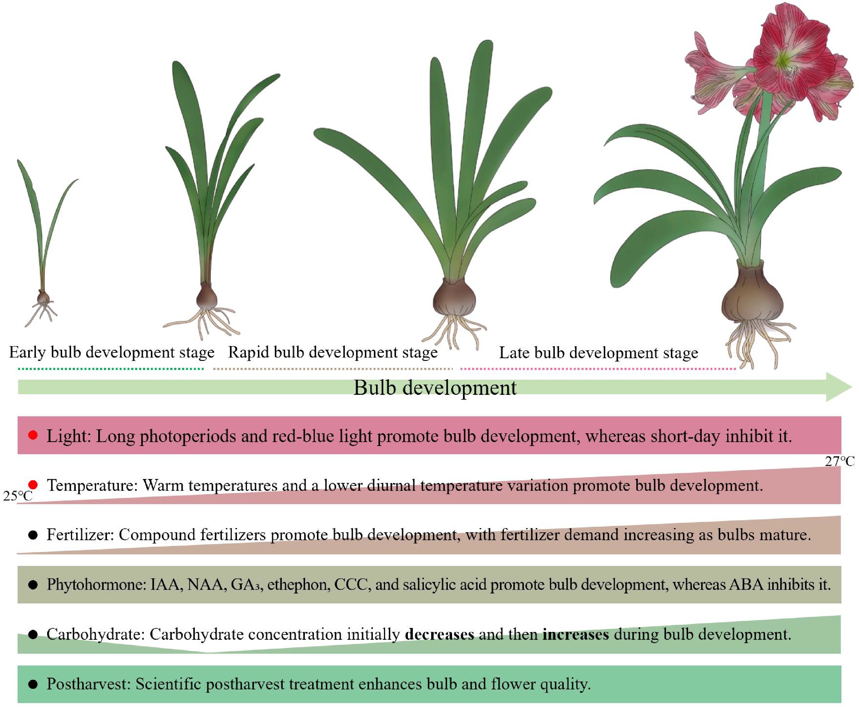 From bulb development to postharvest treatments advances in Hippeastrum ...