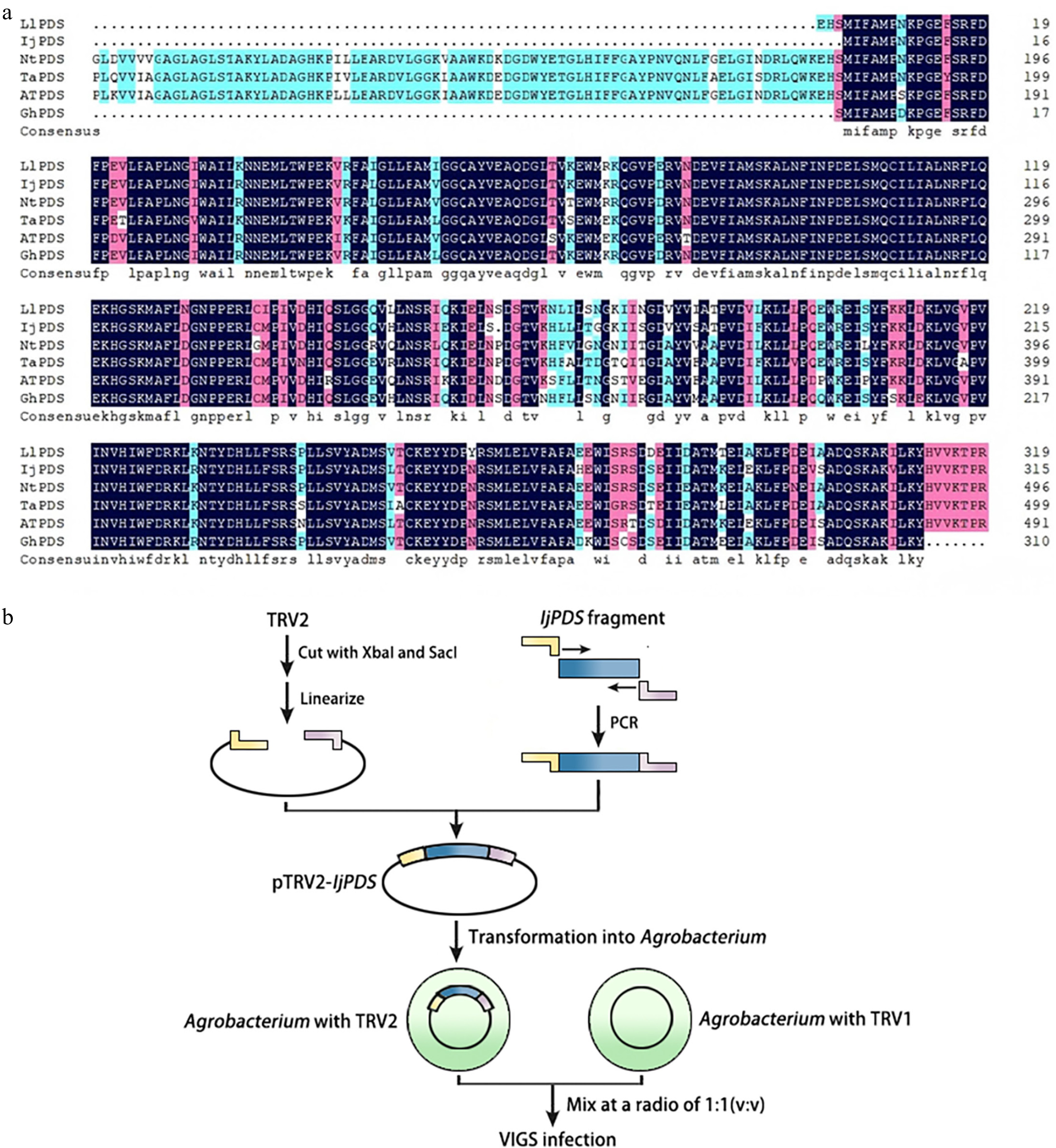 Developing a homology-driven gene silencing system in Iris japonica a ...