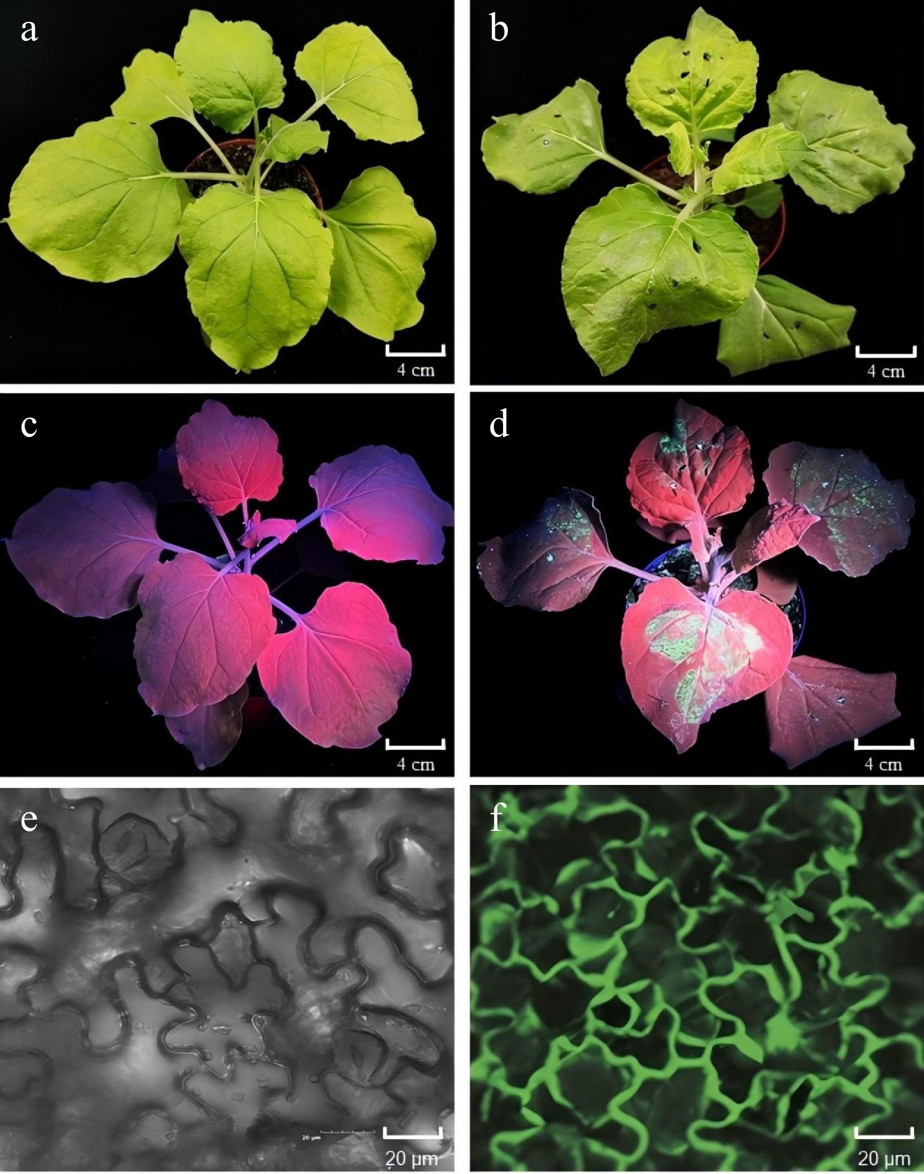 Developing a homology-driven gene silencing system in Iris japonica a ...