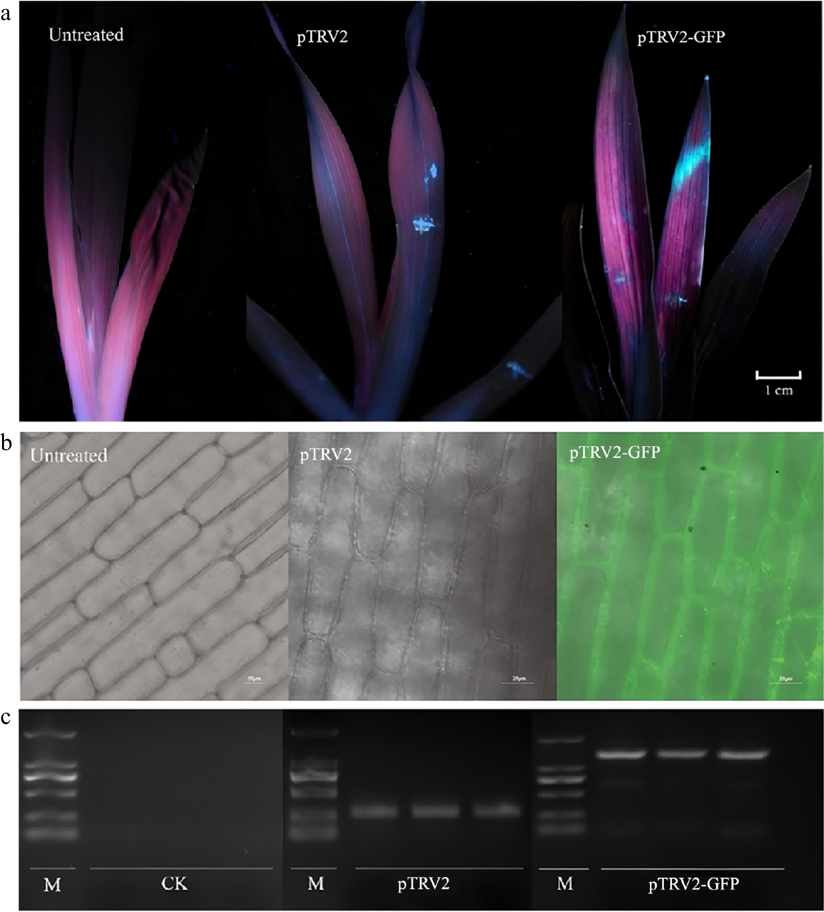 Developing a homology-driven gene silencing system in Iris japonica a ...