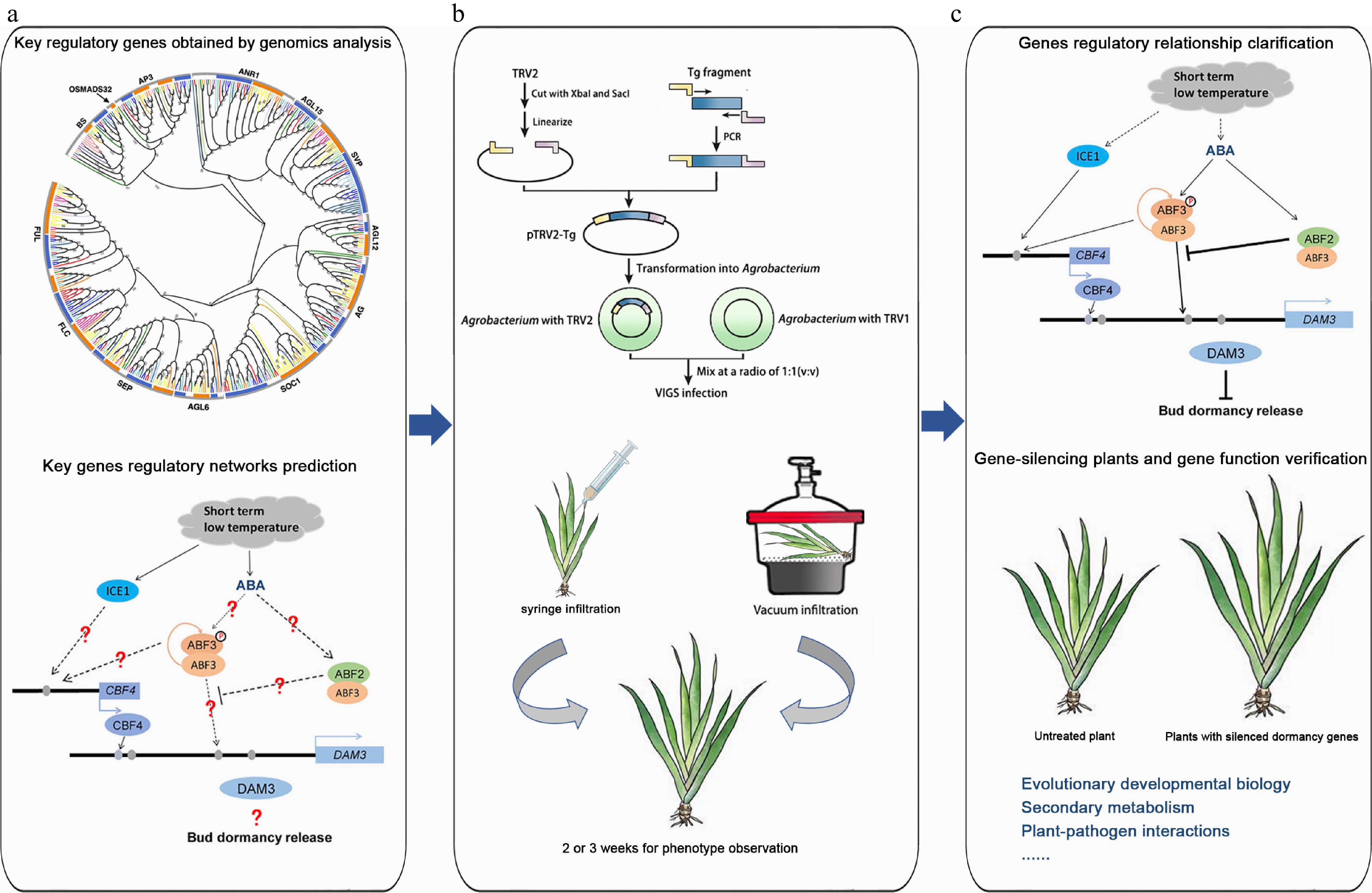 Developing a homology-driven gene silencing system in Iris japonica a ...