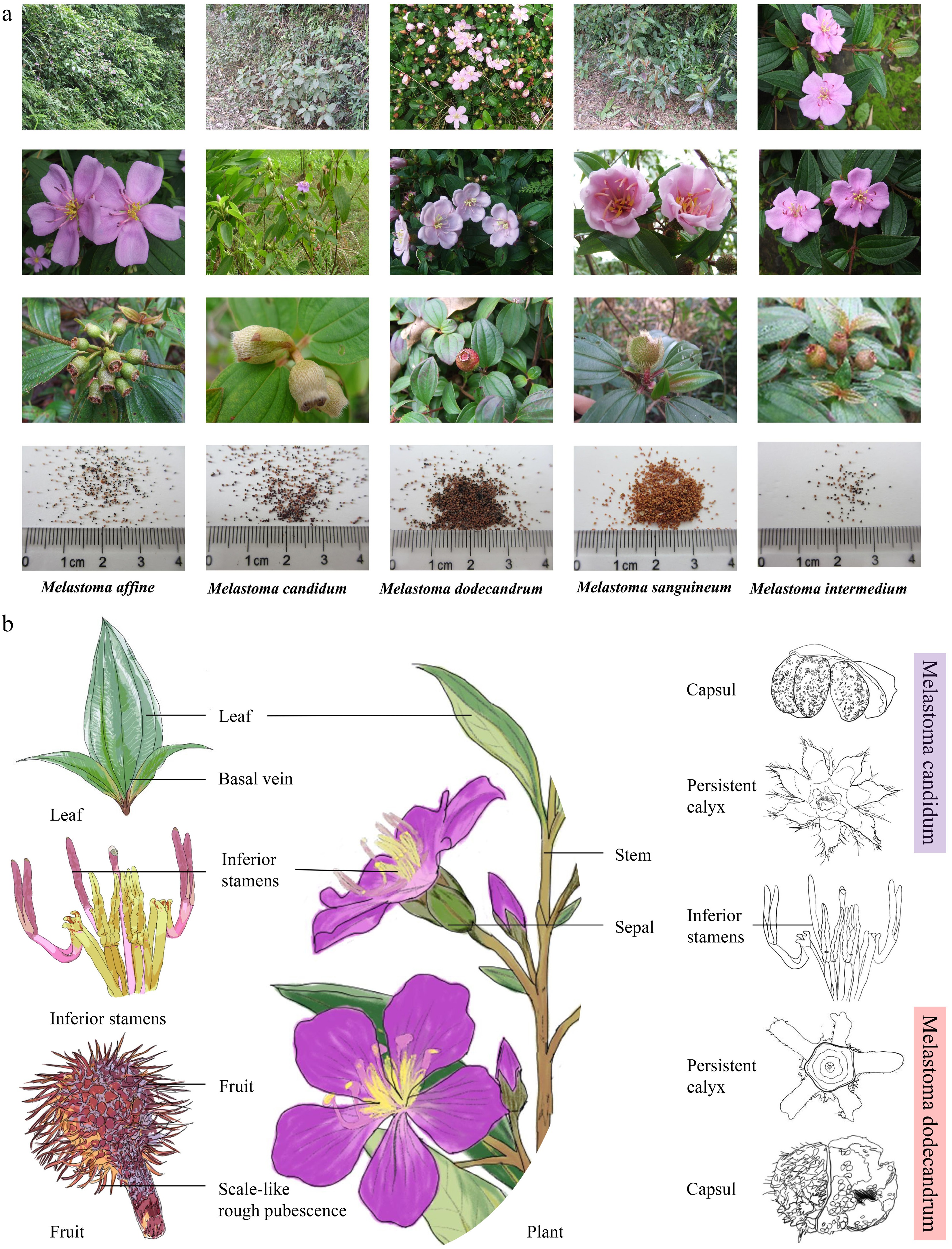 Resource characteristics and genomic advances in Melastoma species ...