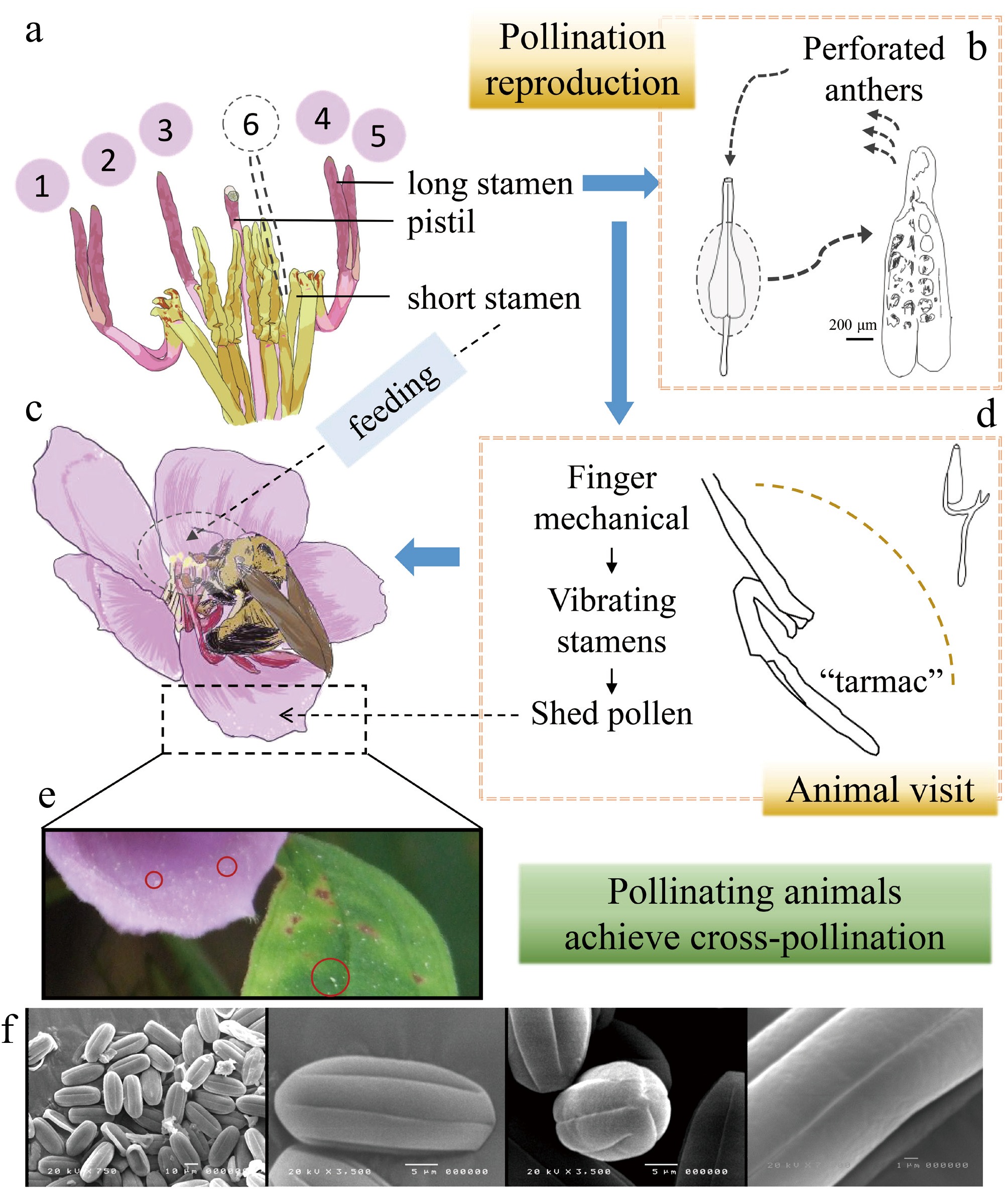 Resource characteristics and genomic advances in Melastoma species ...