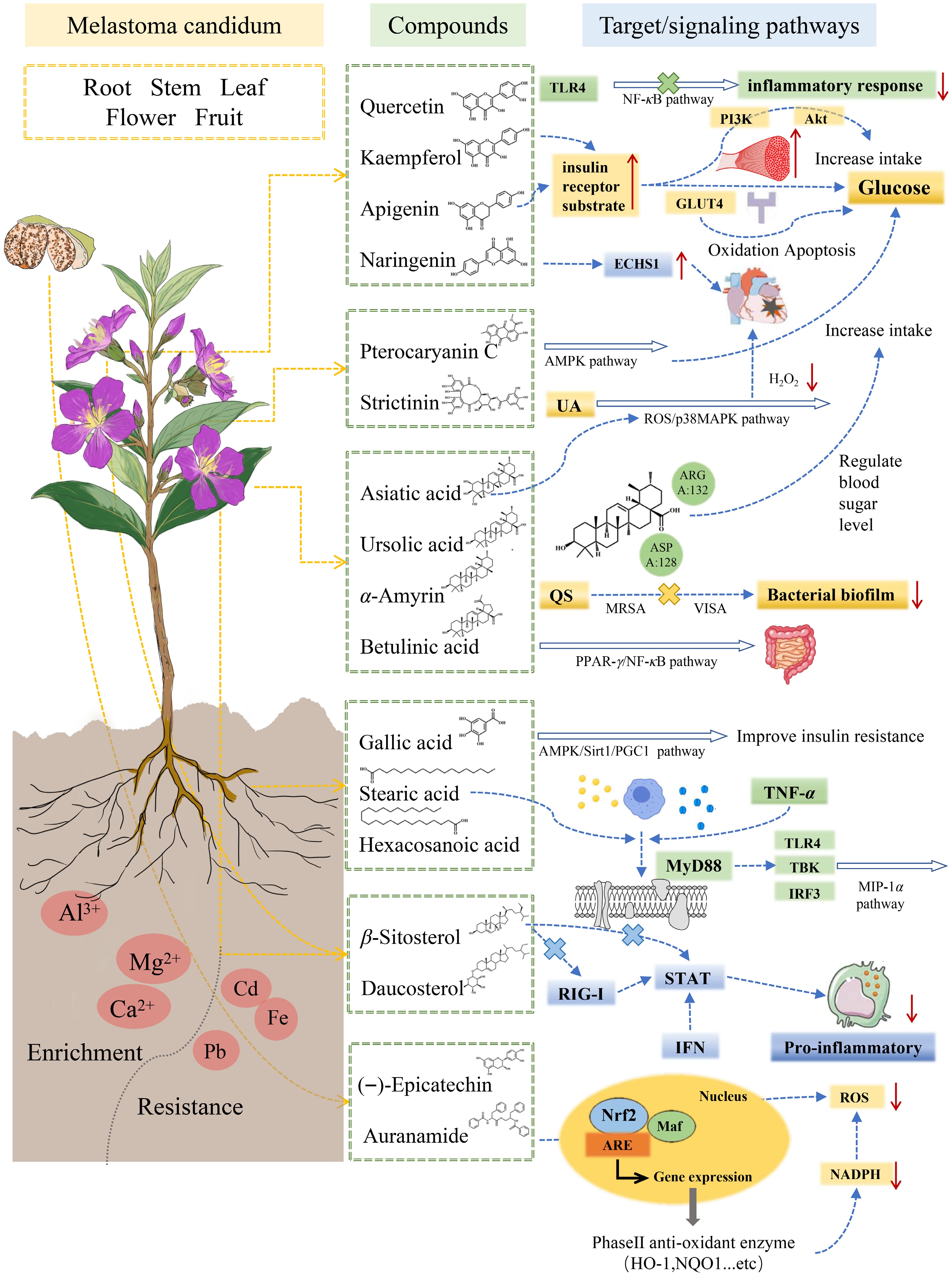 Resource characteristics and genomic advances in Melastoma species ...