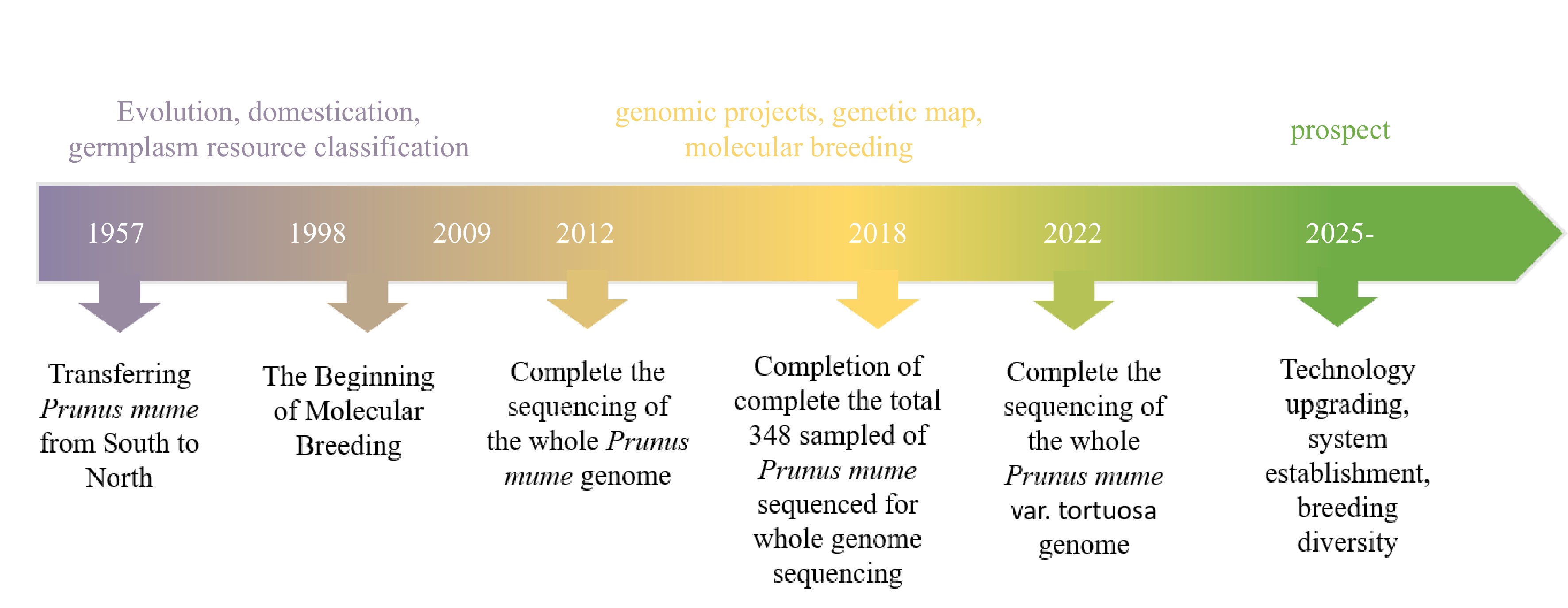 Prunus mume Genome Research Current Status and Prospects