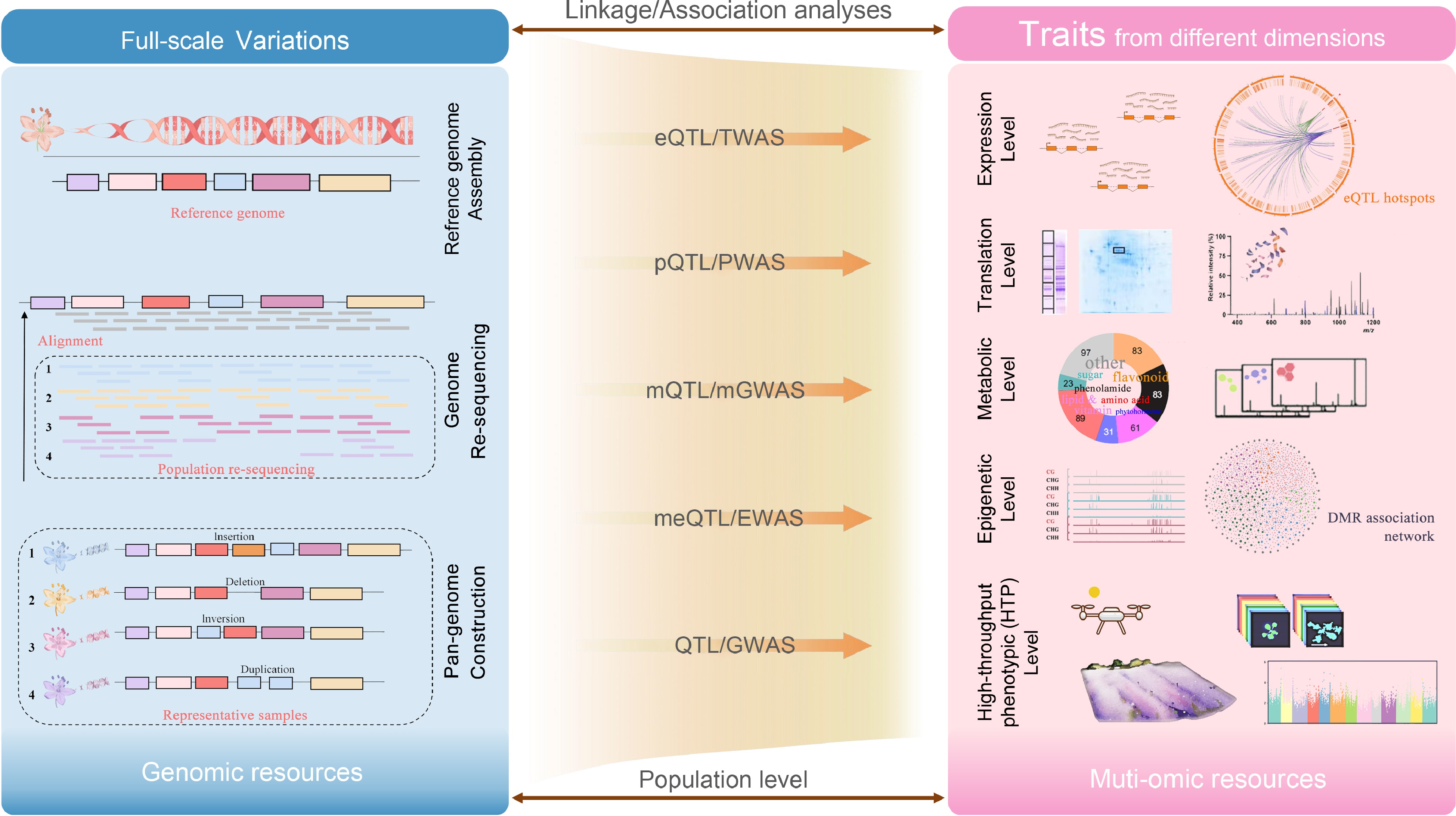 Population genetics of horticultural crops aided by multi-omics ...