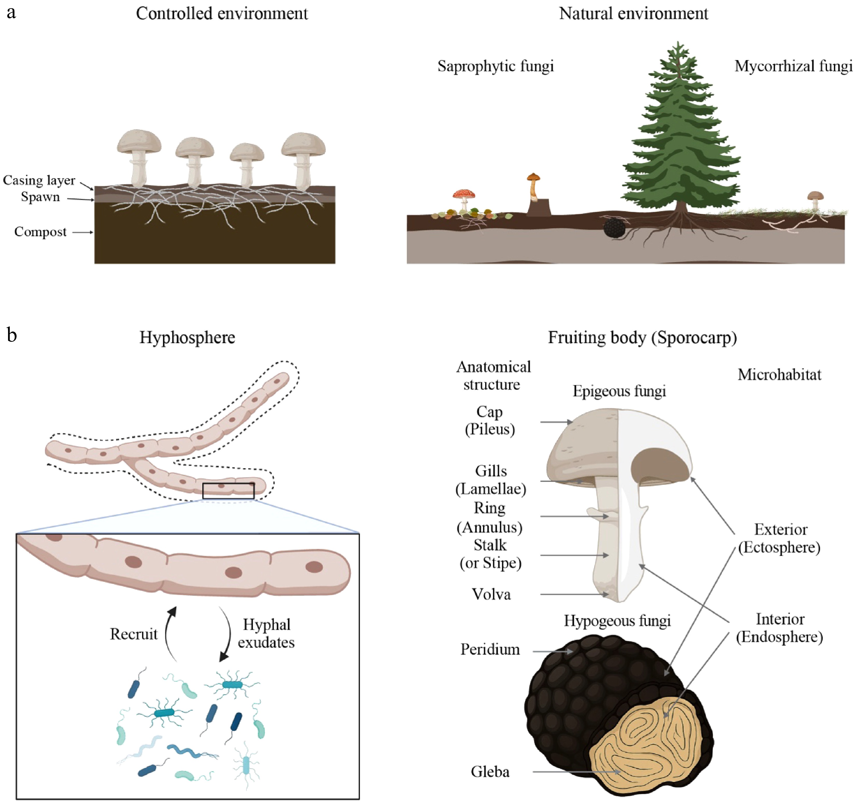 Microbiomes in mushroom-forming fungi
