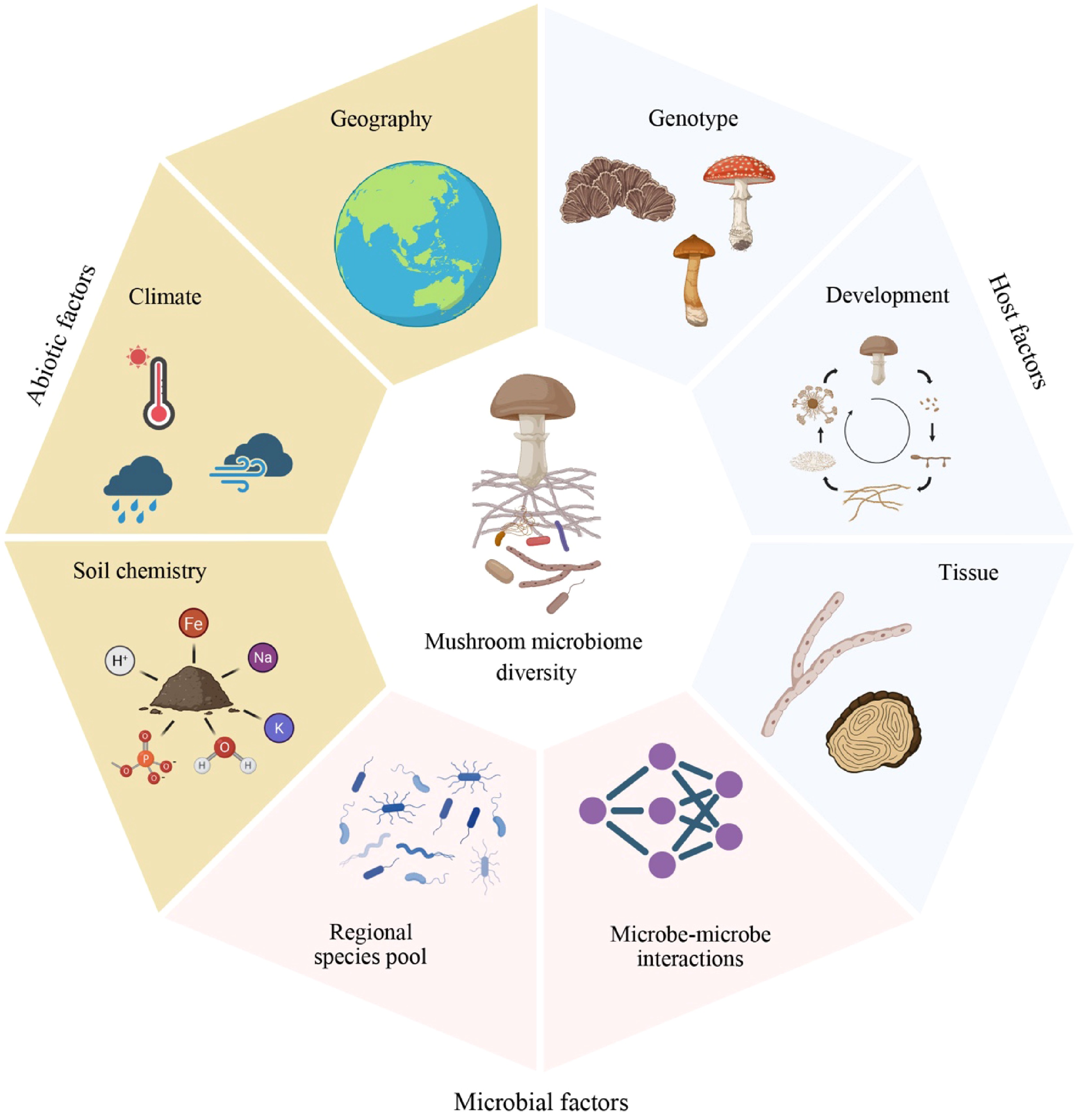 Microbiomes in mushroom-forming fungi