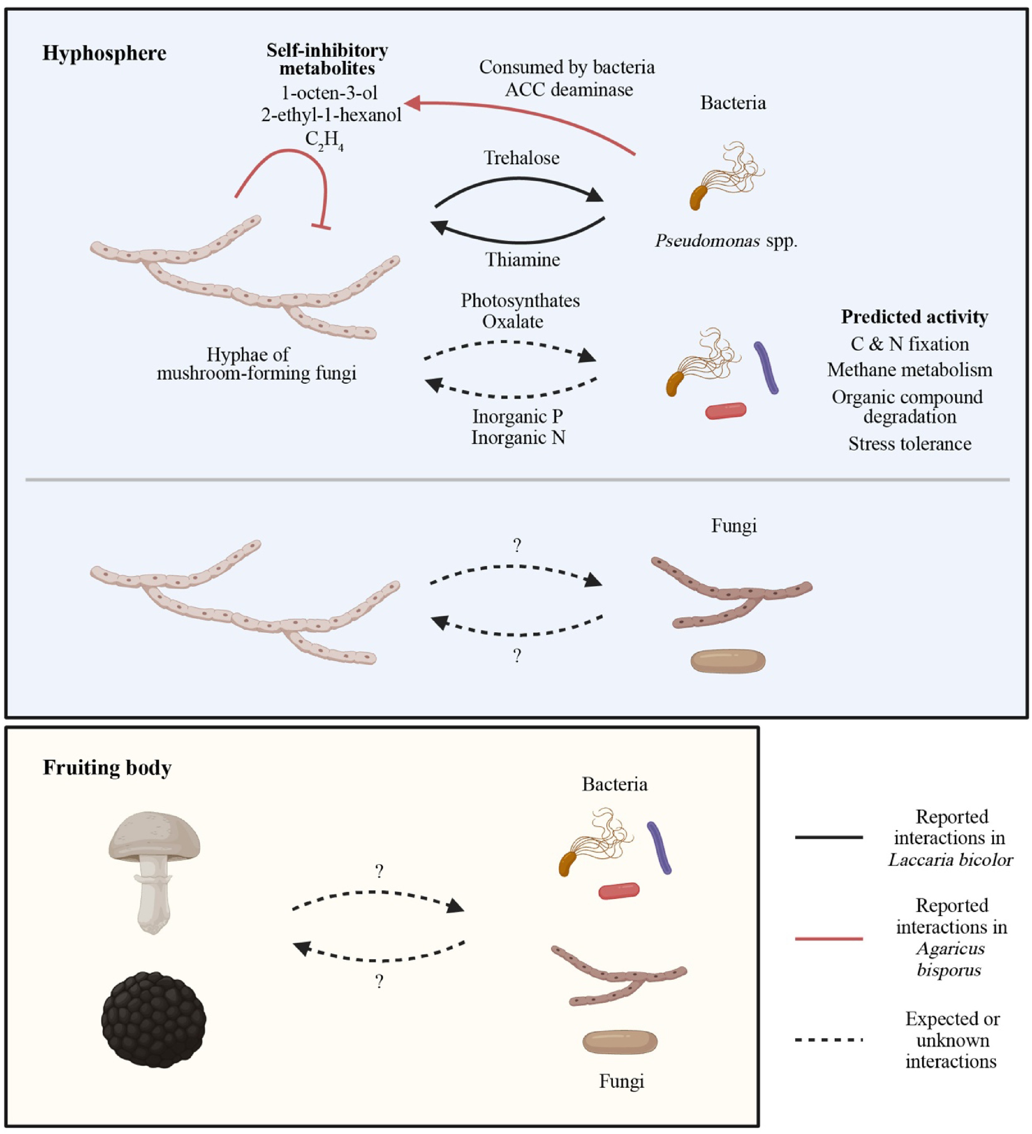 Microbiomes in mushroom-forming fungi
