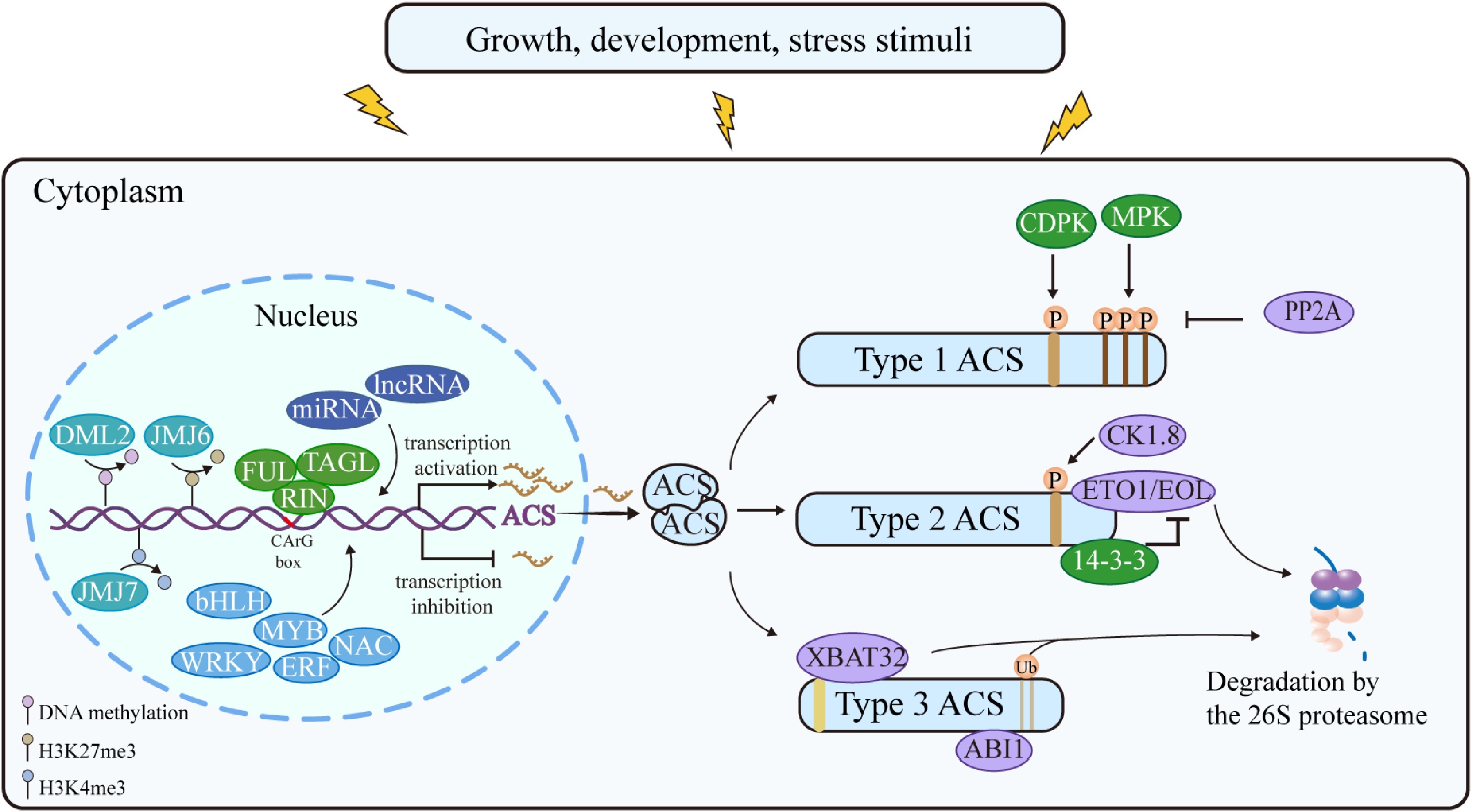 Regulation of 1-aminocyclopropane-1-carboxylic acid synthase (ACS ...