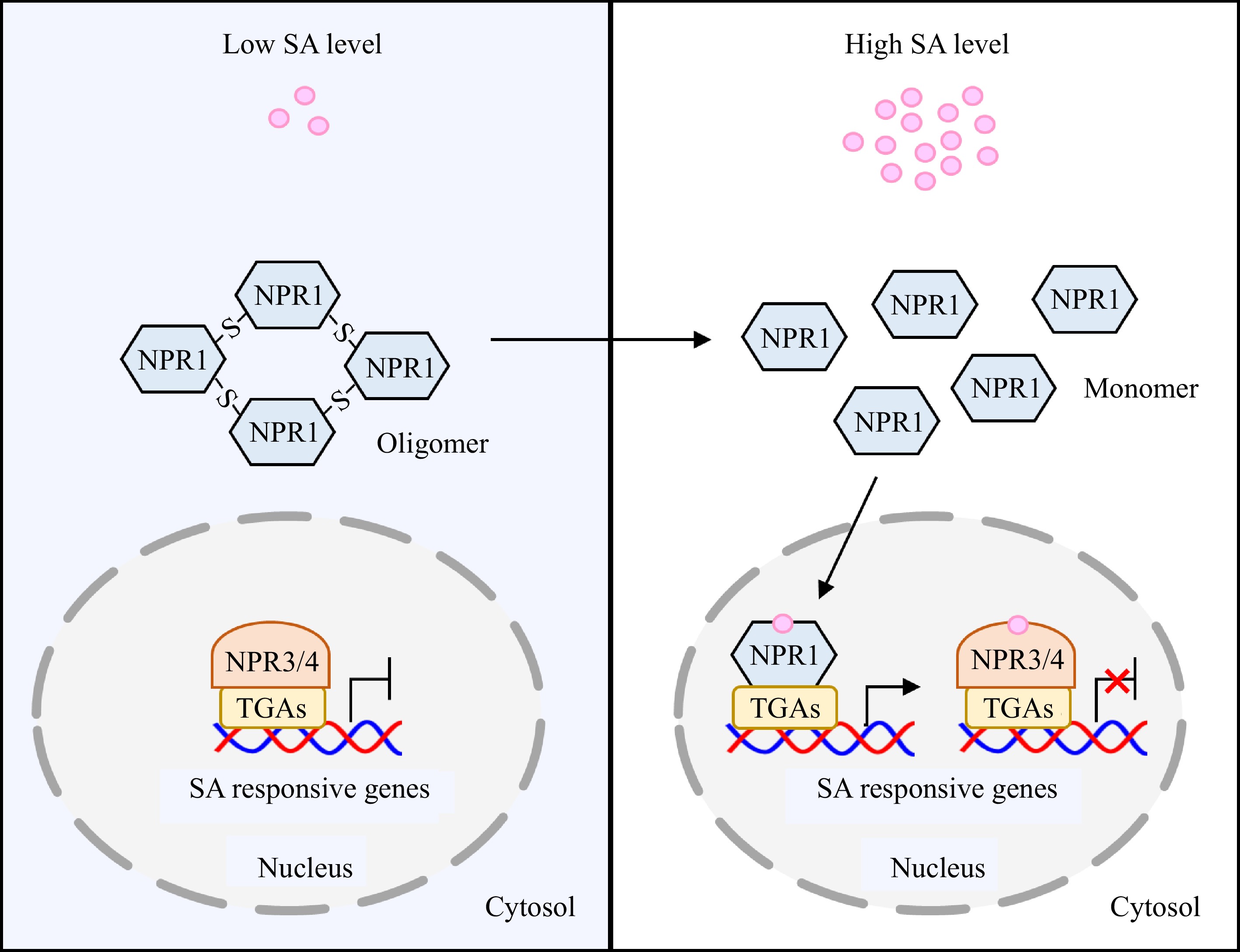 The role of salicylic acid in plant defense responses against biotic ...
