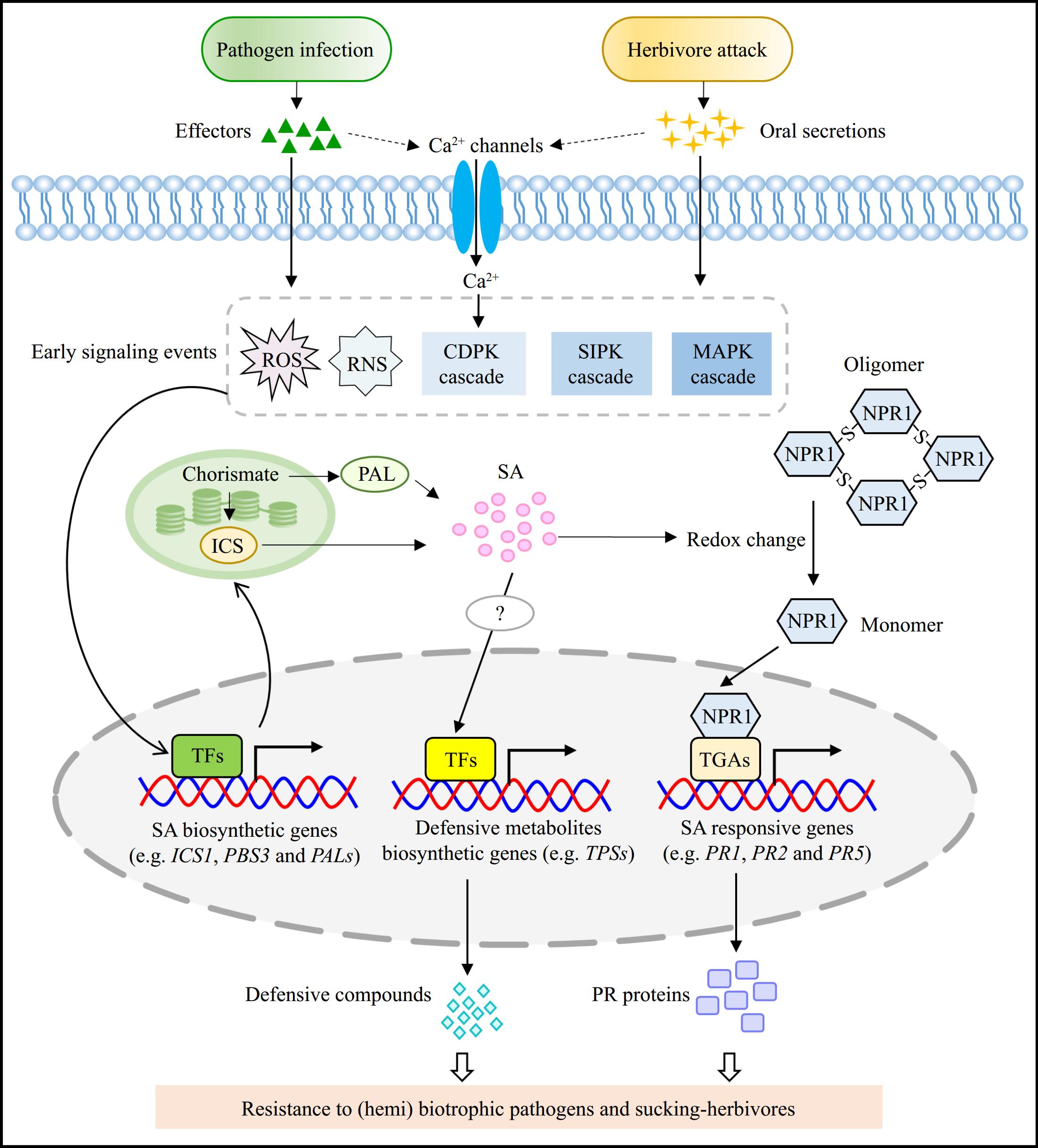 The role of salicylic acid in plant defense responses against biotic ...