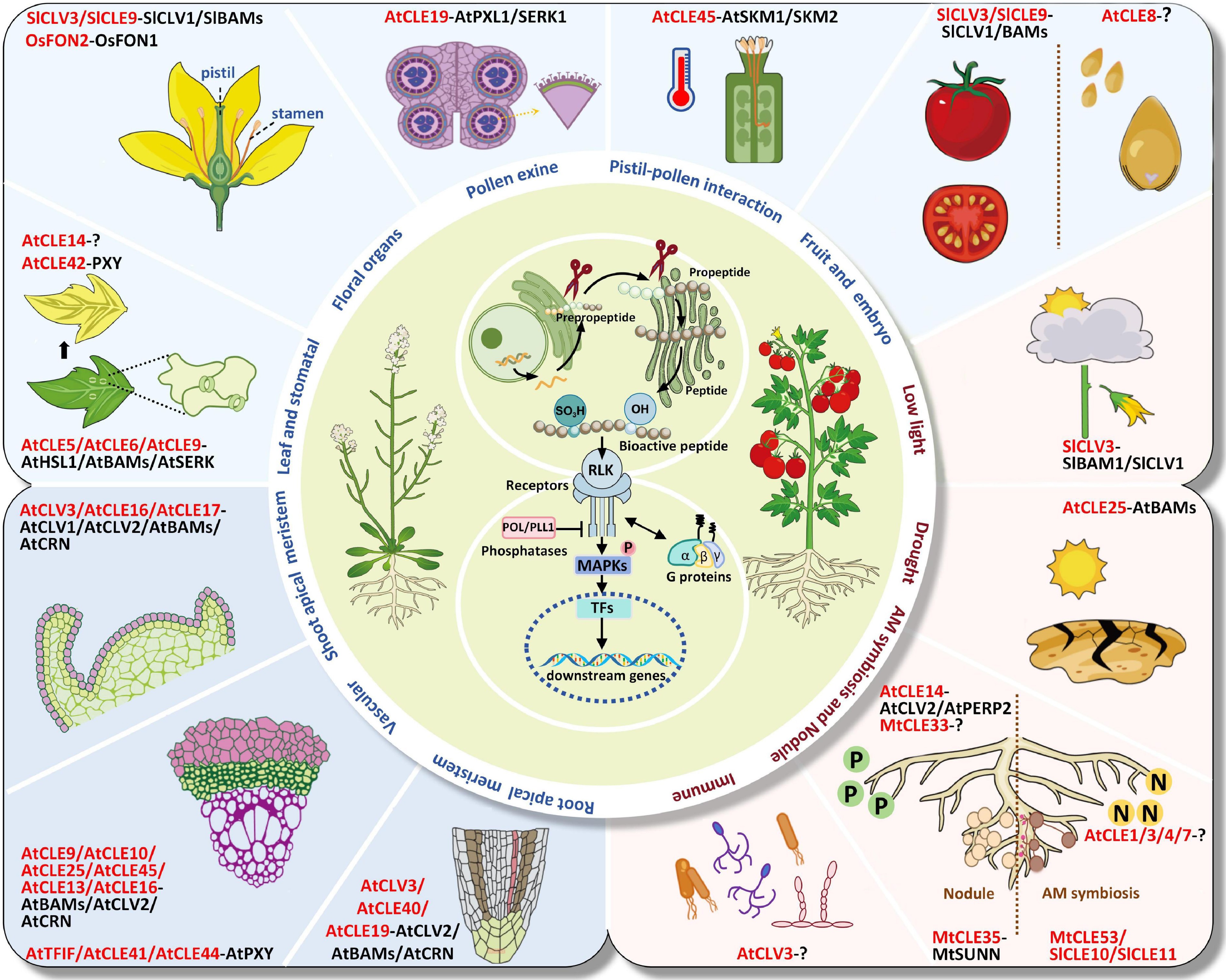 Plant CLE peptides functions, challenges, and future prospects