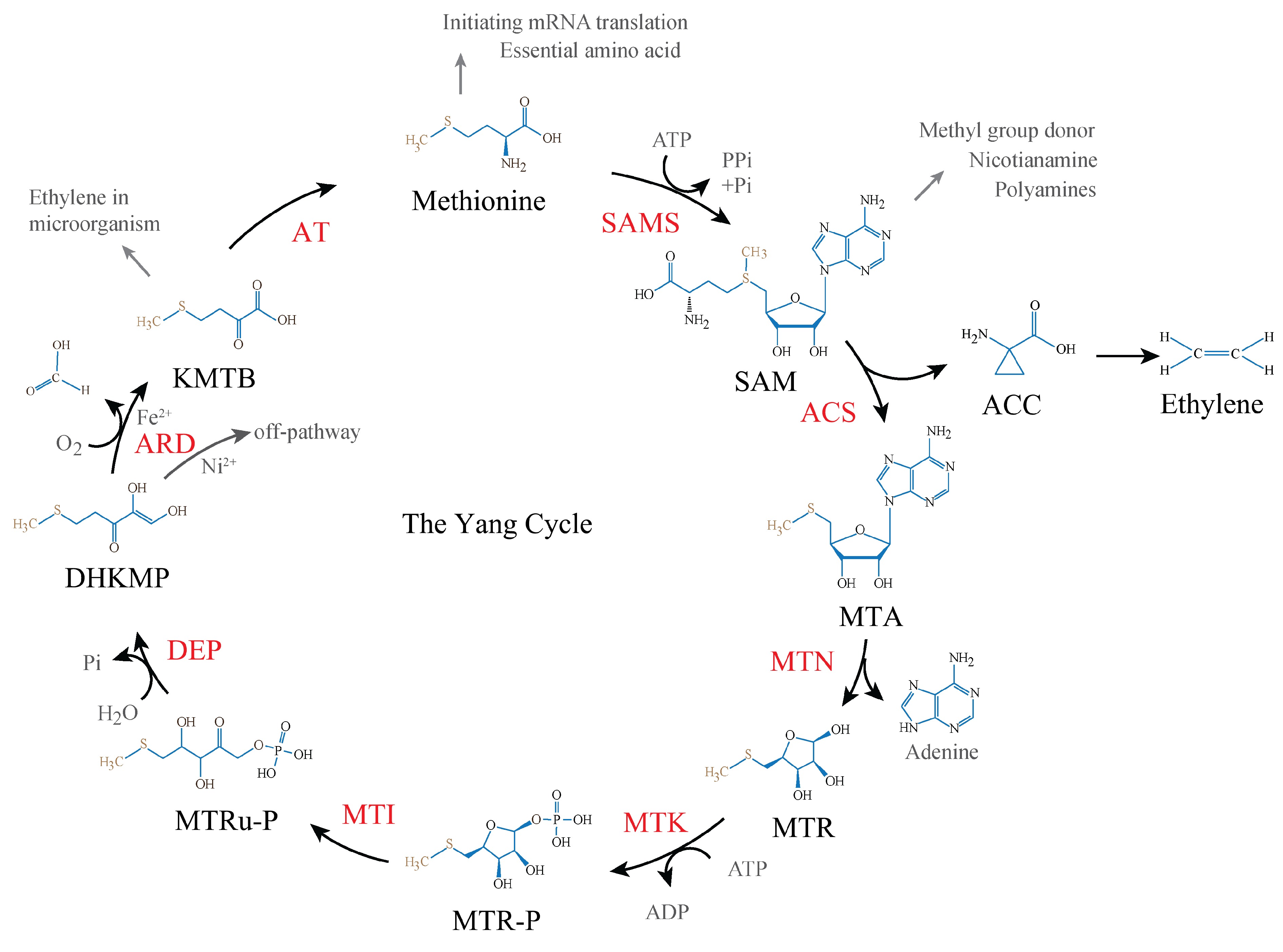 The Yang cycle in plants a journey of methionine recycling with ...