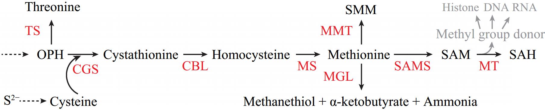 The Yang cycle in plants a journey of methionine recycling with ...