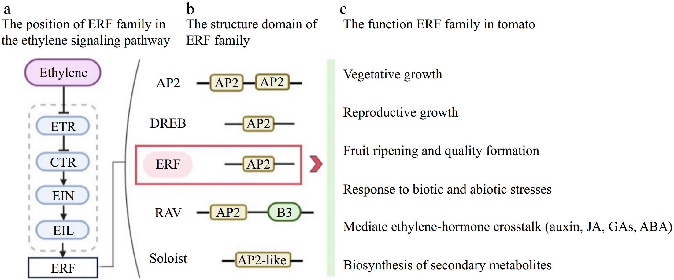 Revisiting the functions of ethylene response factors (ERFs) in tomato